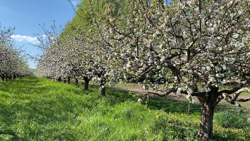 Tree Planting Videos, Download The BEST Free 4k Stock Video Footage ...