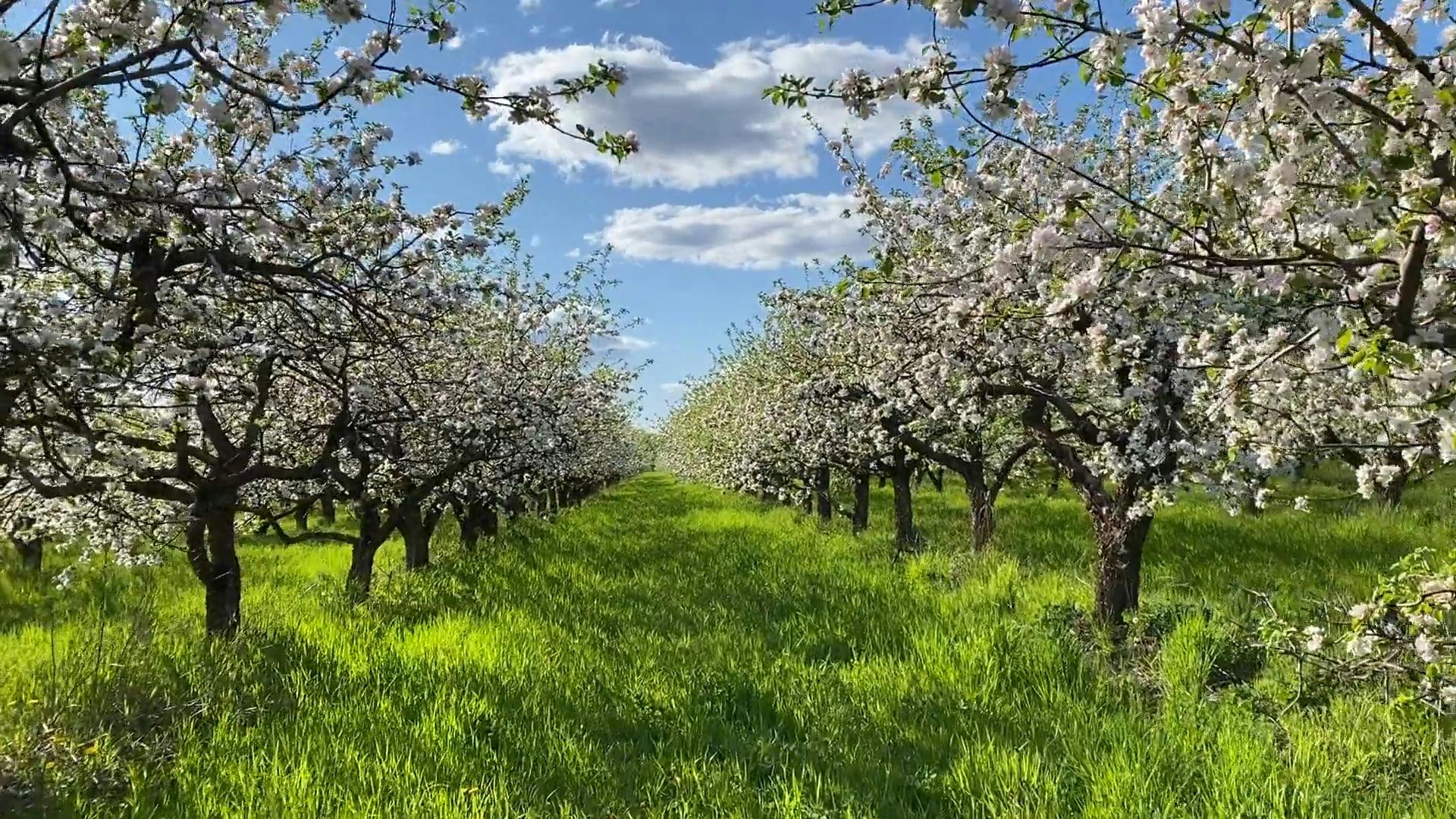 Tree Planting Videos, Download The BEST Free 4k Stock Video Footage ...