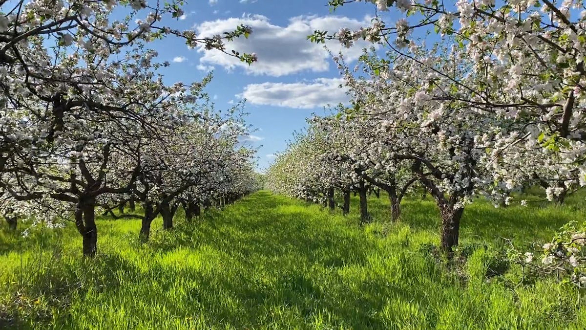 Tree Planting Videos, Download The BEST Free 4k Stock Video Footage ...