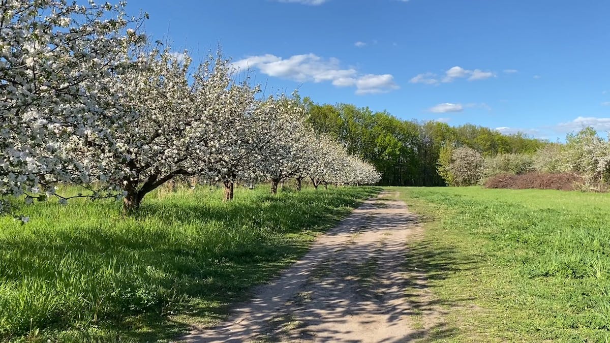 Tree Planting Videos, Download The BEST Free 4k Stock Video Footage ...