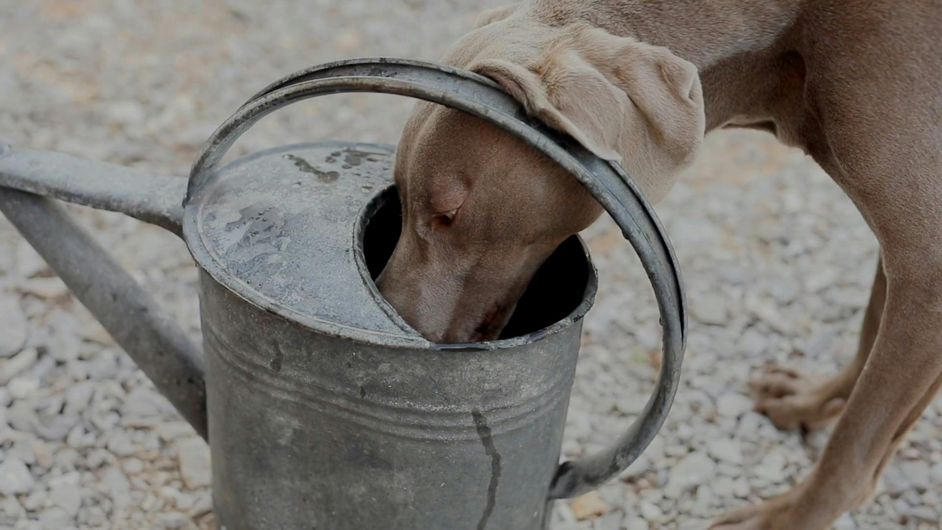 A Thirsty Dog Drinking From A Watering Can Free Stock Video Footage ...