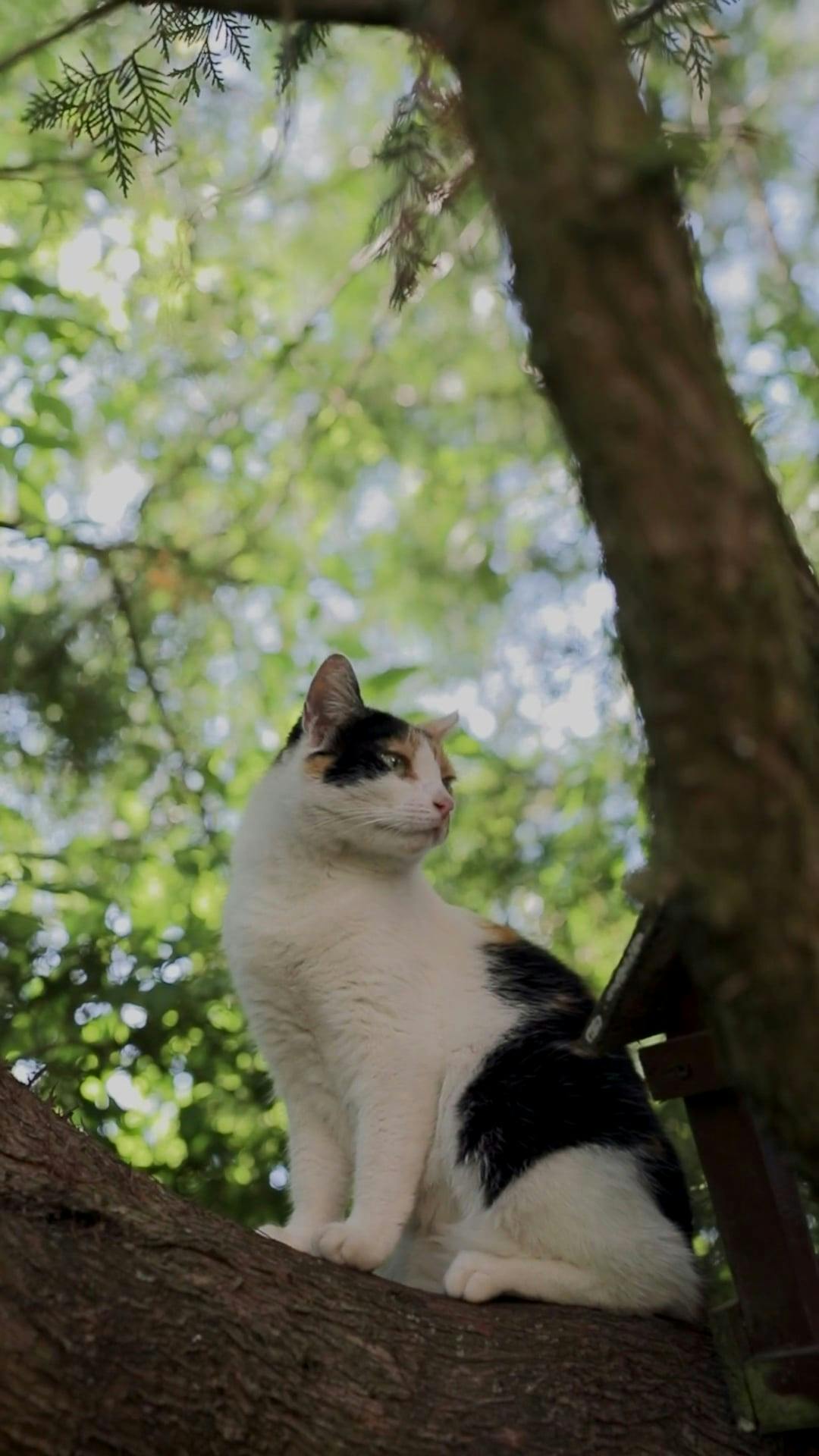 Cat on the Top of a Tree Free Stock Video Footage, Royalty-Free 4K & HD ...