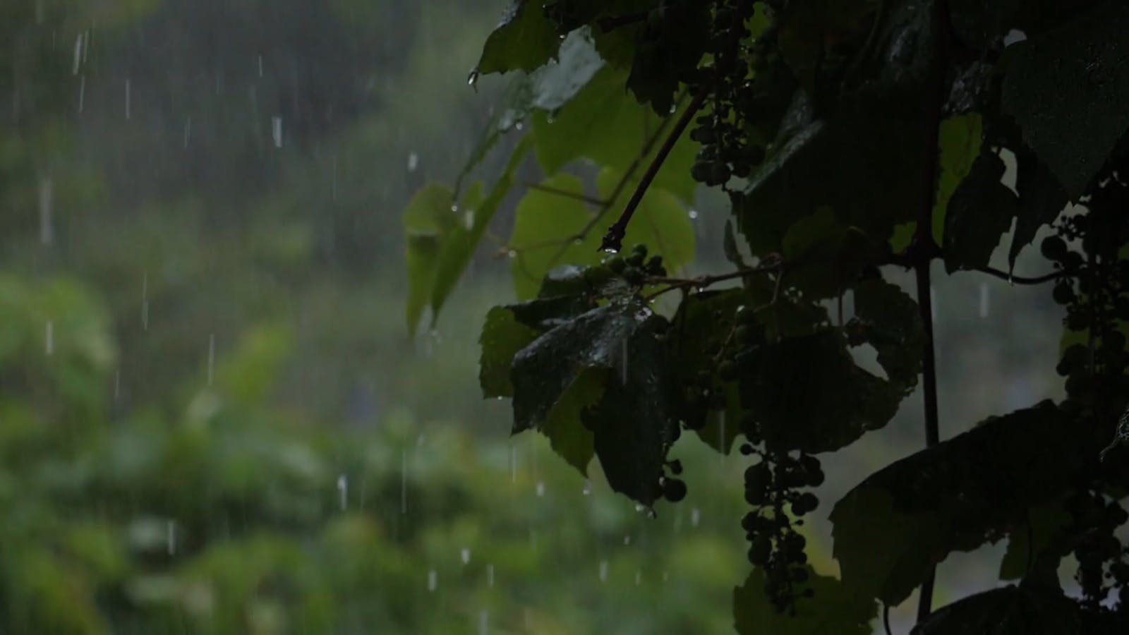 Cinematic Nature Videos, Download The BEST Free 4k Stock Video Footage ...