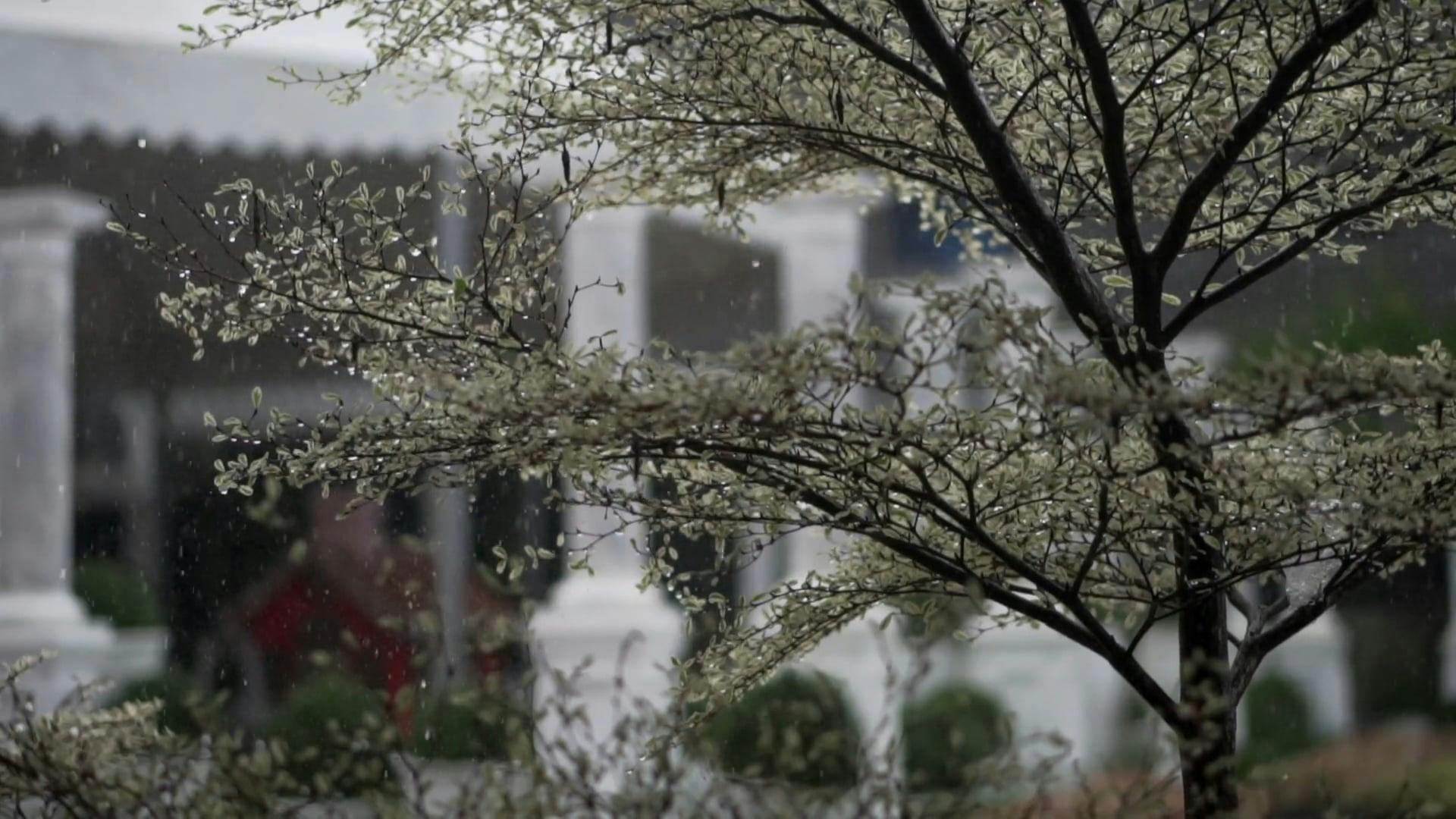 Slow Motion Tree Videos, Download The BEST Free 4k Stock Video Footage ...