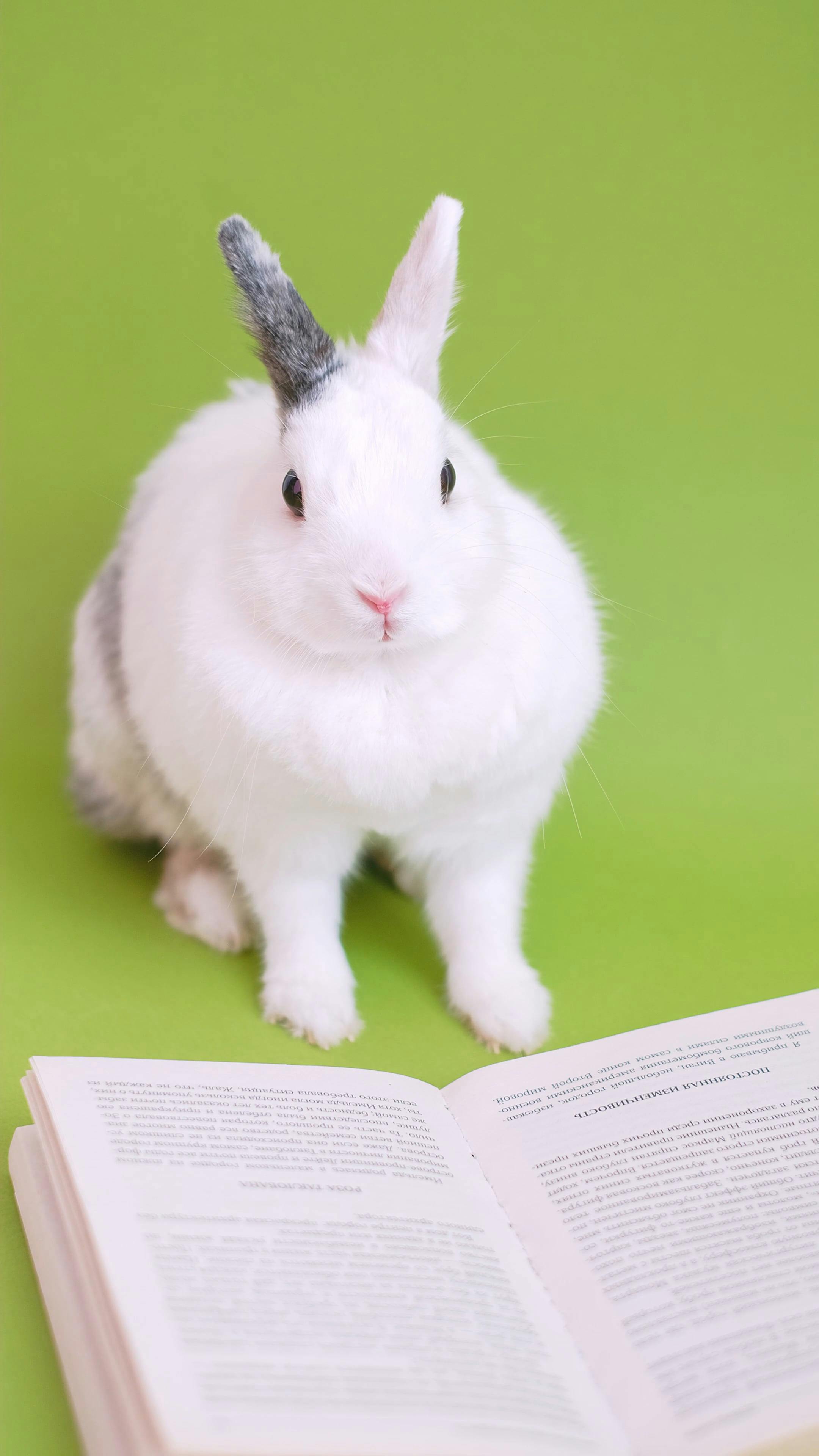 Cute Bunny With a Book Free Stock Video Footage, Royalty-Free 4K & HD ...