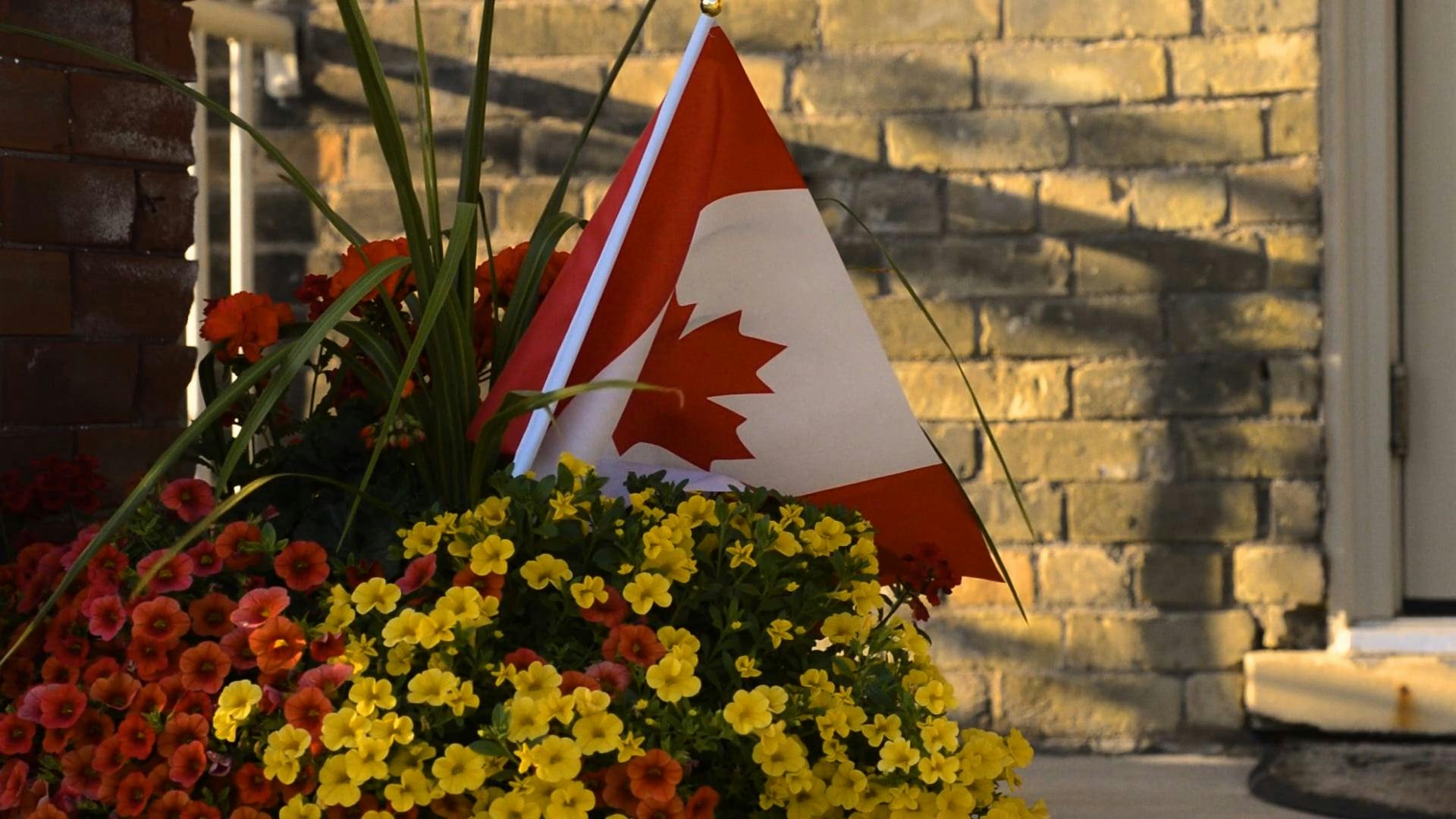 Flower Arrangement with Canadian Flag Free Stock Video Footage, Royalty ...