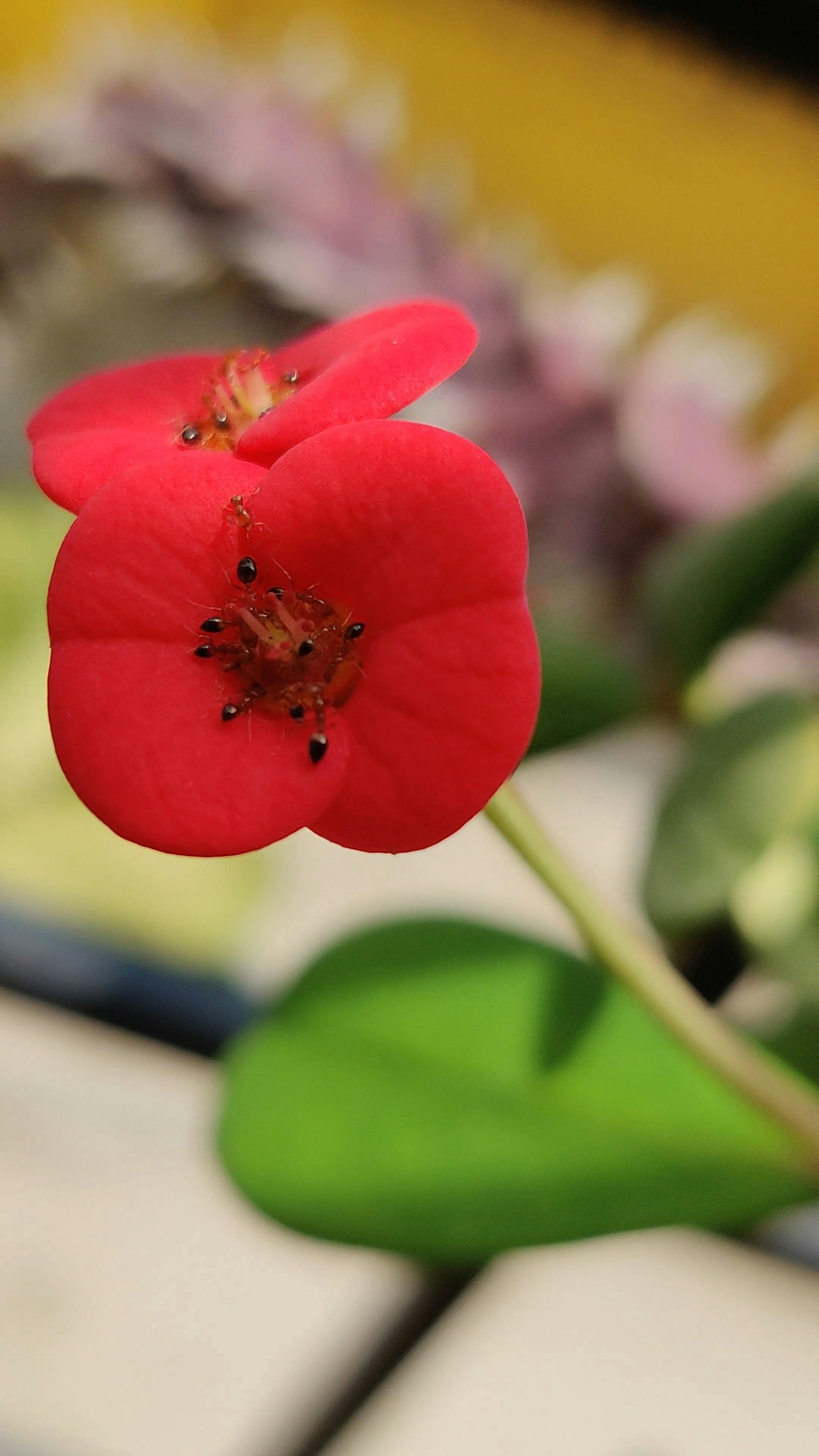 Close Up View of a Ants in the Flowers · Free Stock Video