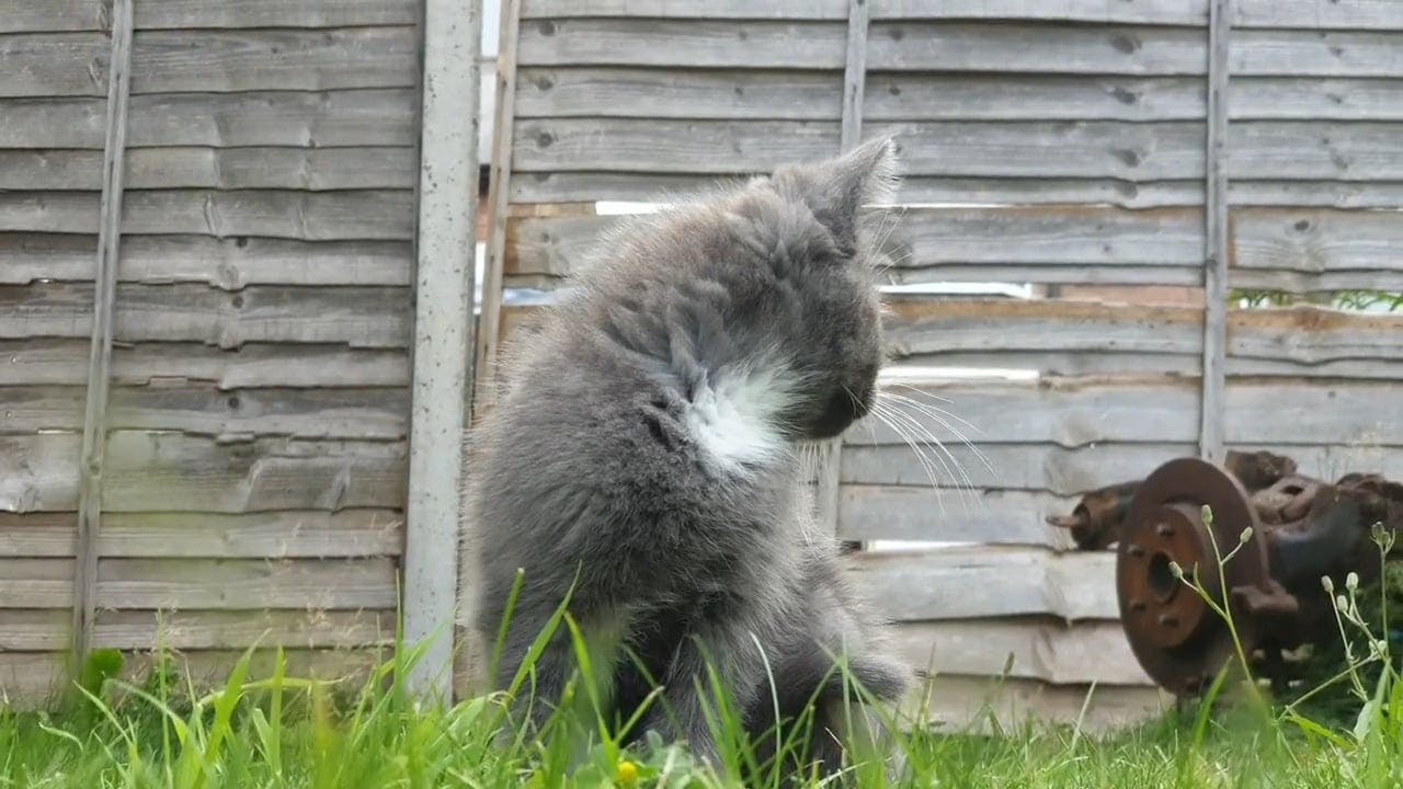 Cat Digging The Soil · Free Stock Video