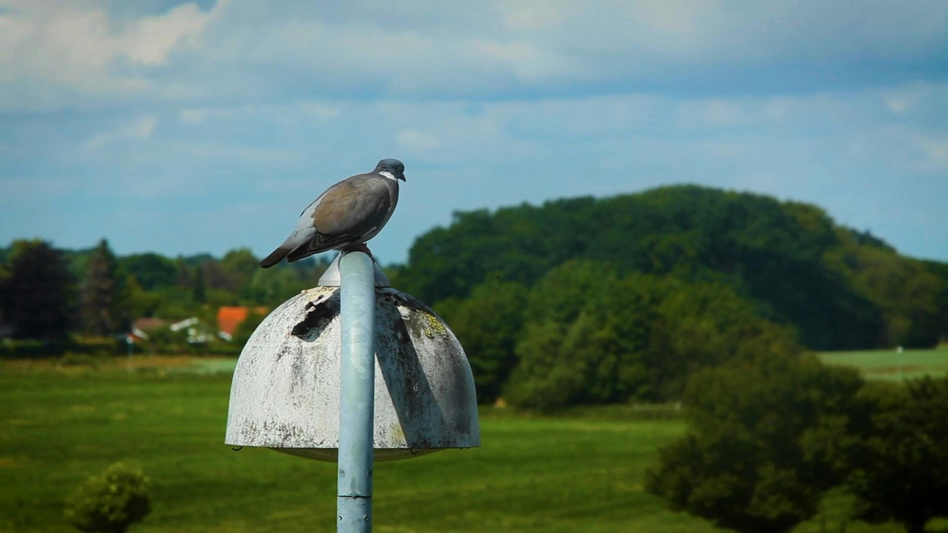 Pigeon Country Videos, Download The BEST Free 4k Stock Video Footage ...
