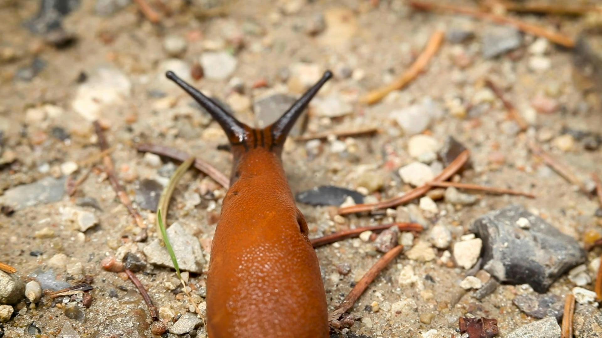 Vídeos de stock gratuitos sobre al aire libre, animal, antenas ...