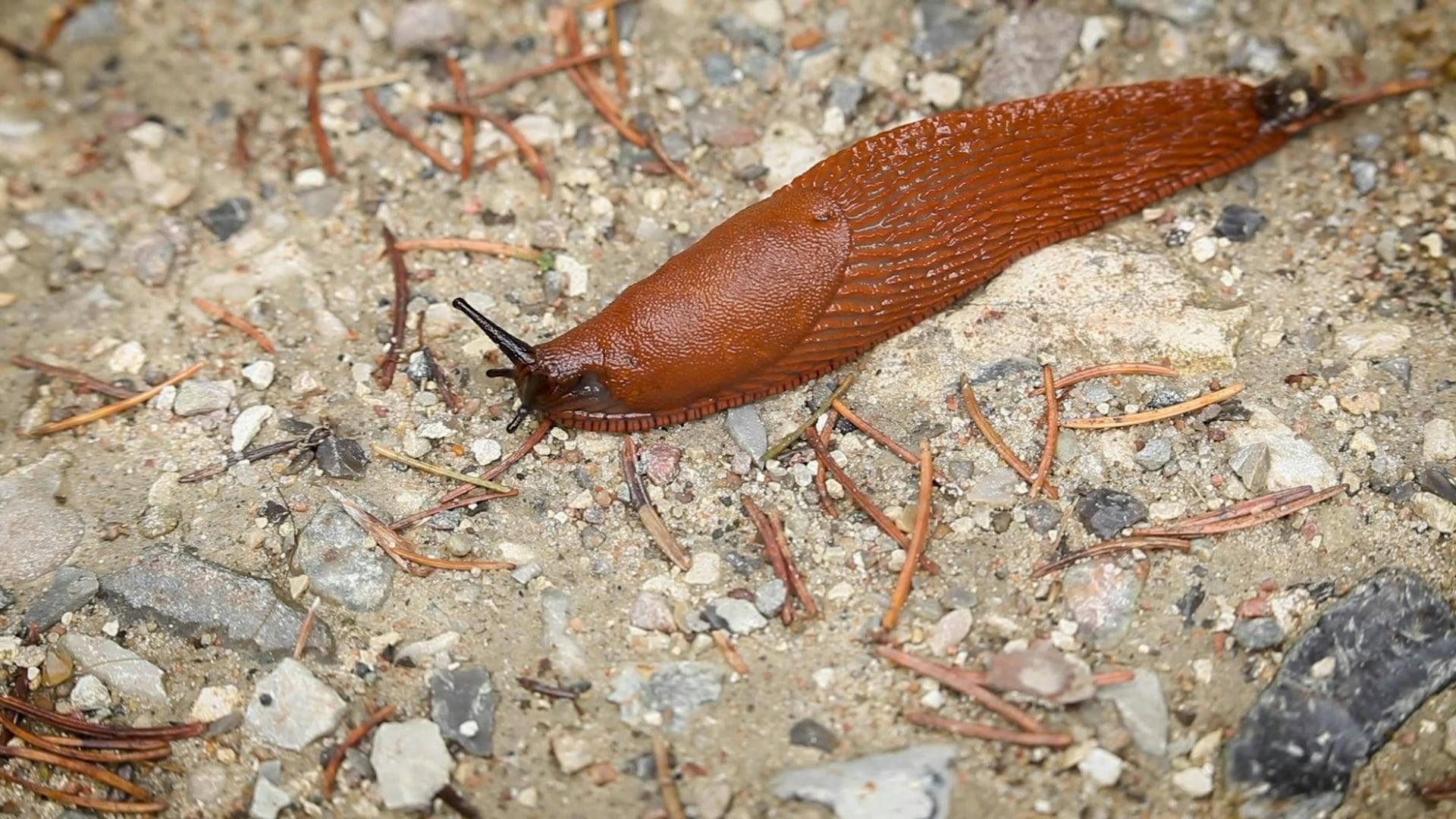 Close-Up Video Of Slug Crawling On The Ground Free Stock Video Footage ...