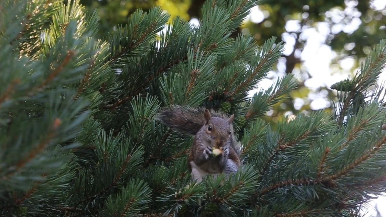 Fir Tree Videos, Download The BEST Free 4k Stock Video Footage & Fir ...