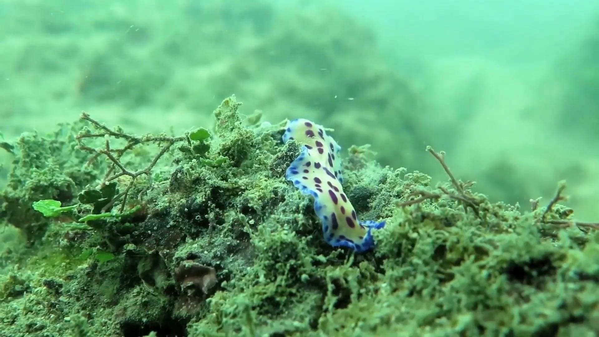 Underwater Video Footage Of Marine Lives · Free Stock Video