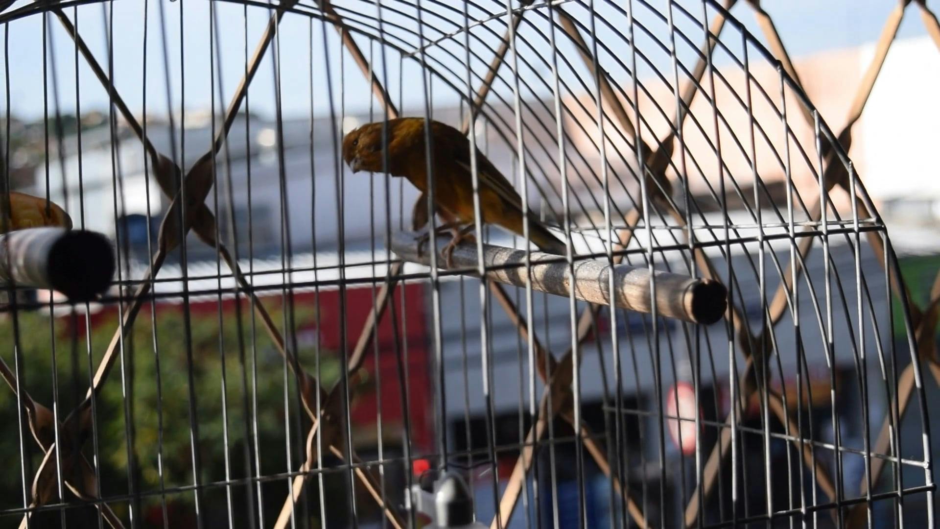 Parrot Security Videos, Download The BEST Free 4k Stock Video Footage ...