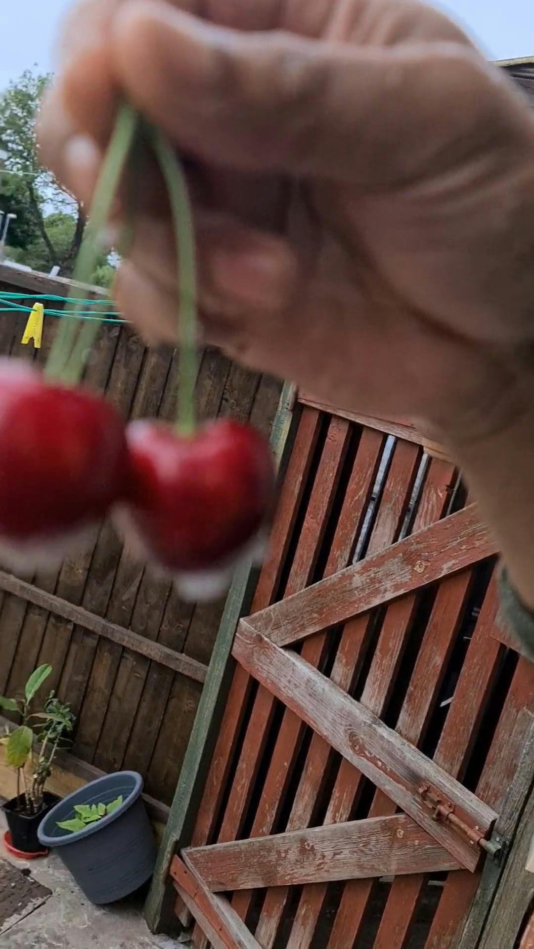 Biting Fresh Cherry Off The Stalk · Free Stock Video