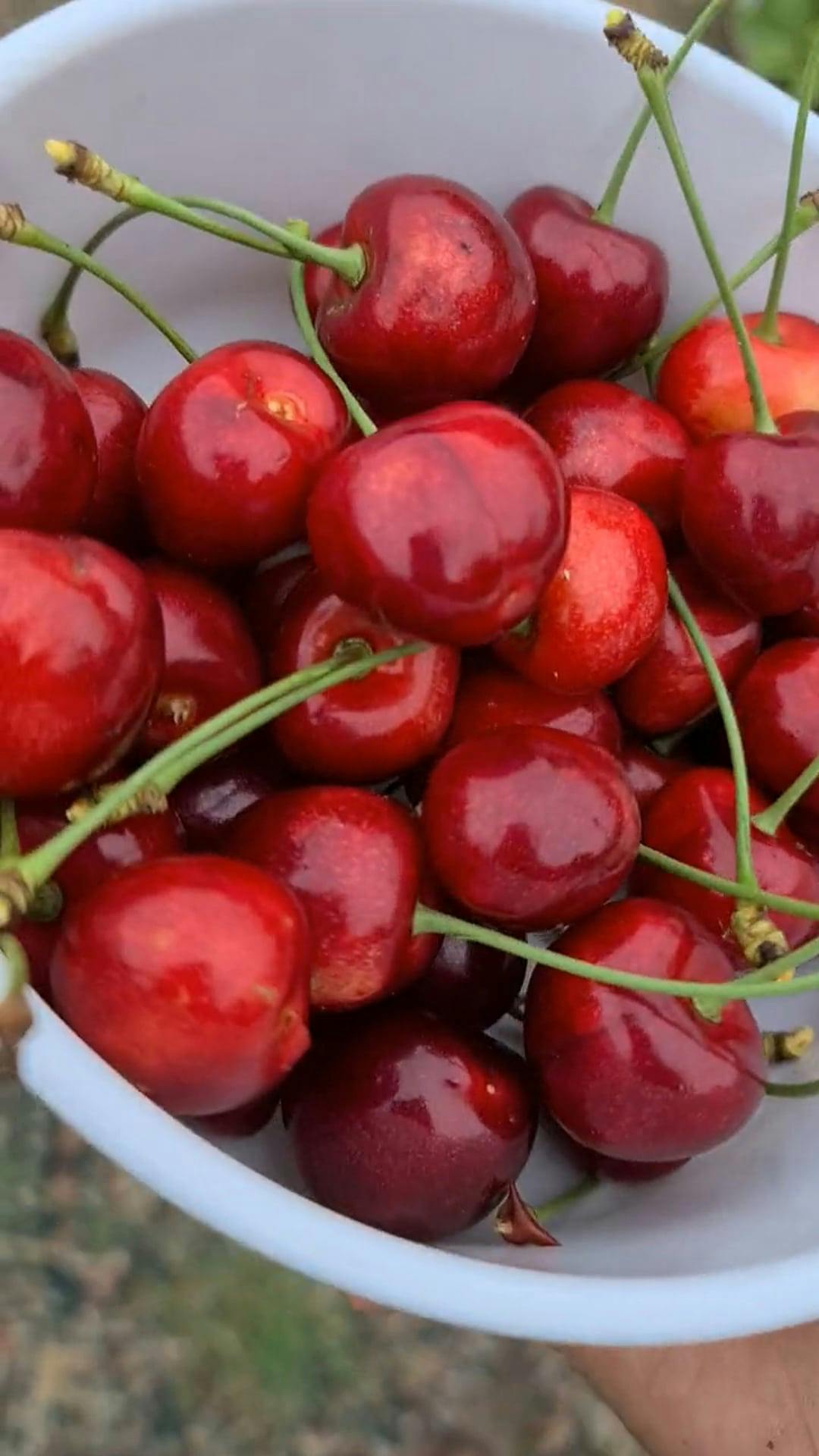 Wonderful Tree Full of Cherries · Free Stock Video