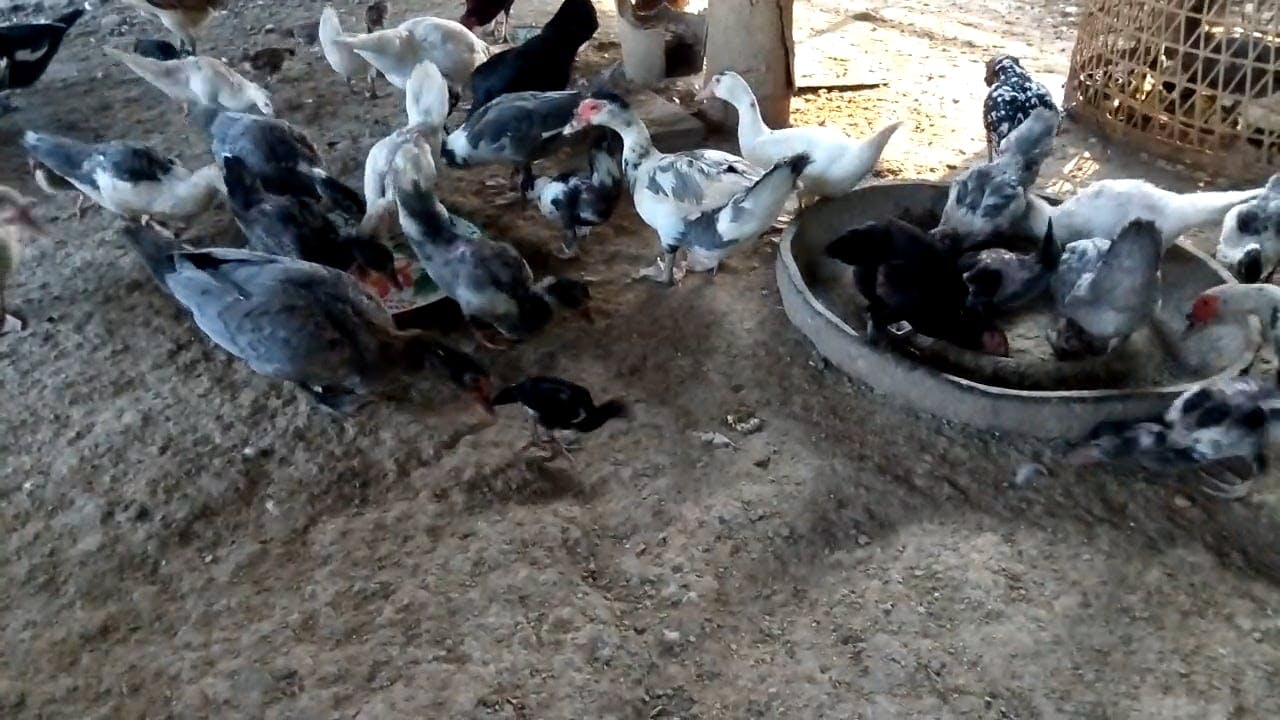 Backyard Farming of Duck · Free Stock Video