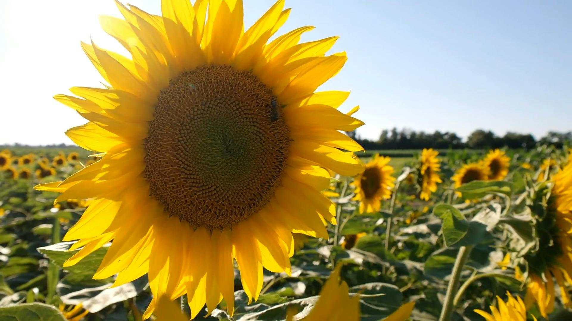 Video Of Suflower Field During Daytime Free Stock Video Footage ...