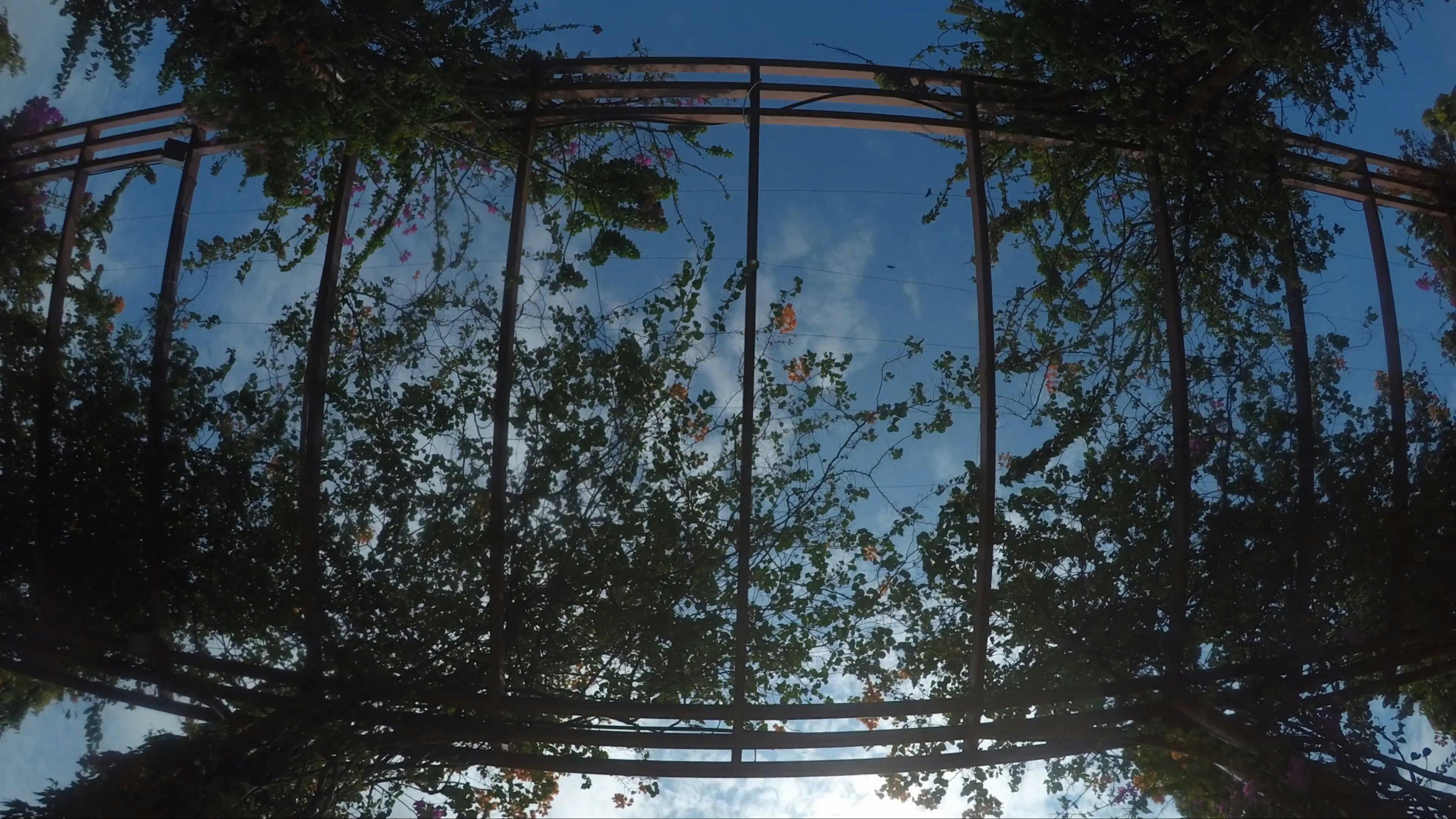 Eye Vines Videos, Download The BEST Free 4k Stock Video Footage & Eye ...