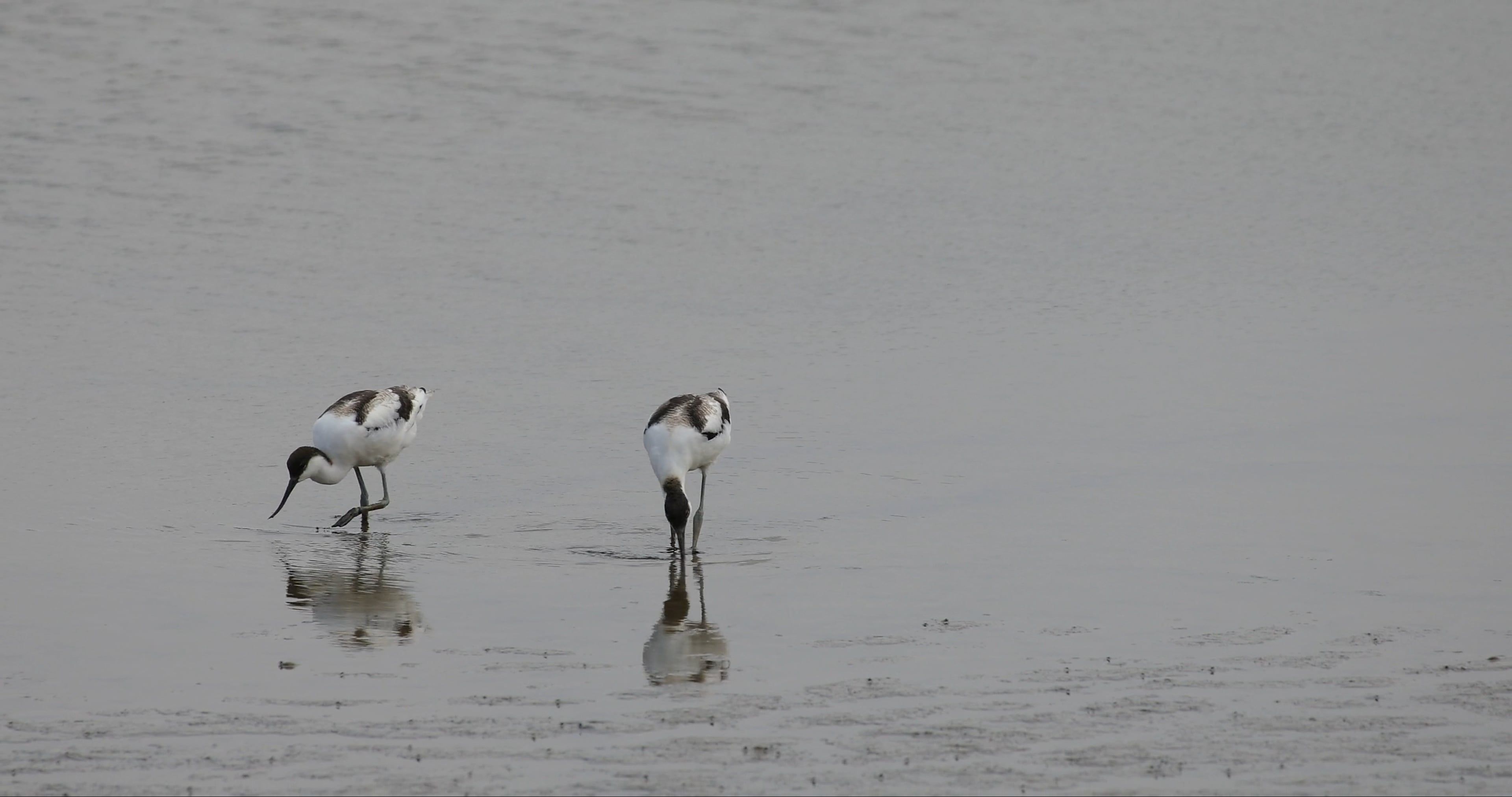 Footage of a Birds Eating on the Mud Free Stock Video Footage, Royalty ...