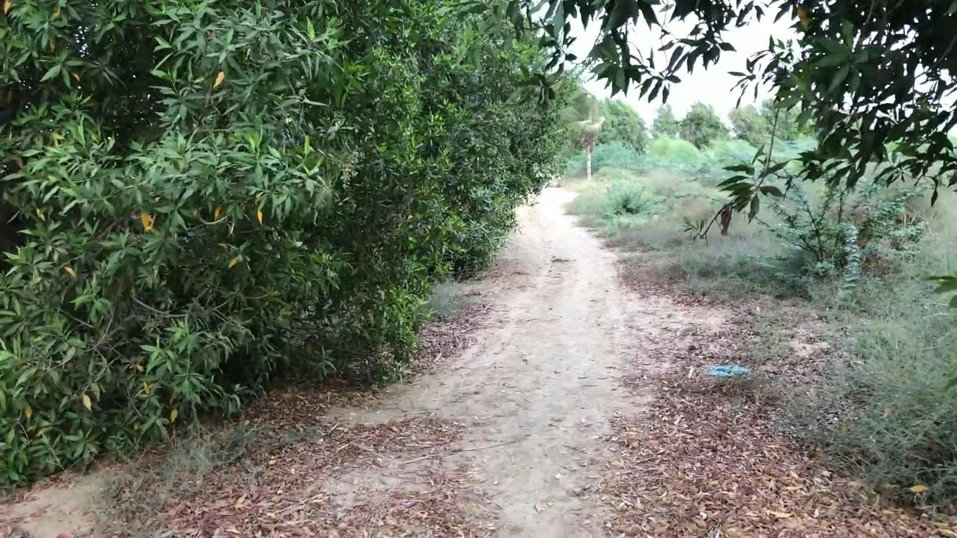 Unpaved Pathway Between Green Trees And Plants Free Stock Video Footage ...