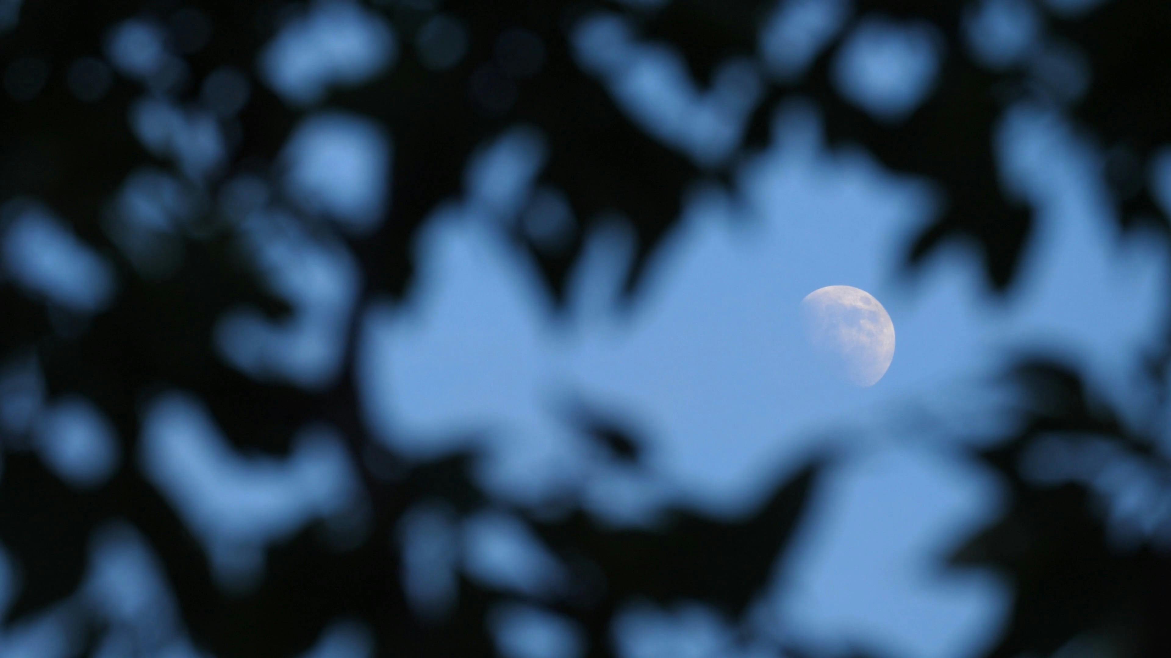 View Of Moon Through Leaves · Free Stock Video