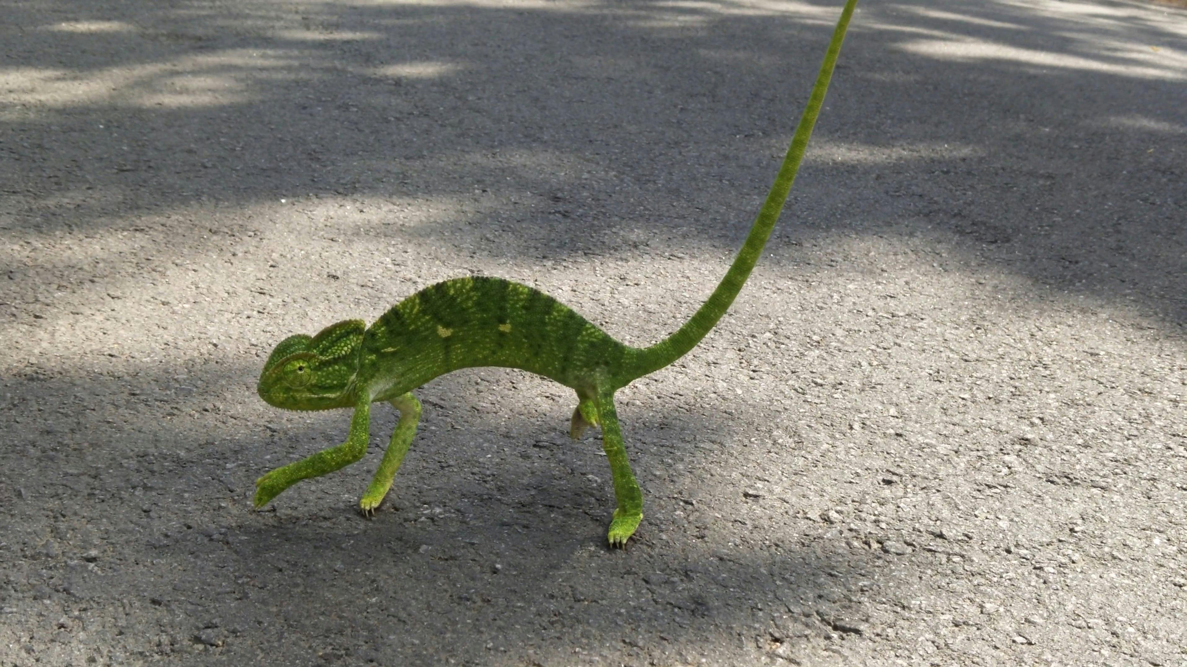 Chameleon Walking on the Road Free Stock Video Footage, Royalty-Free 4K ...