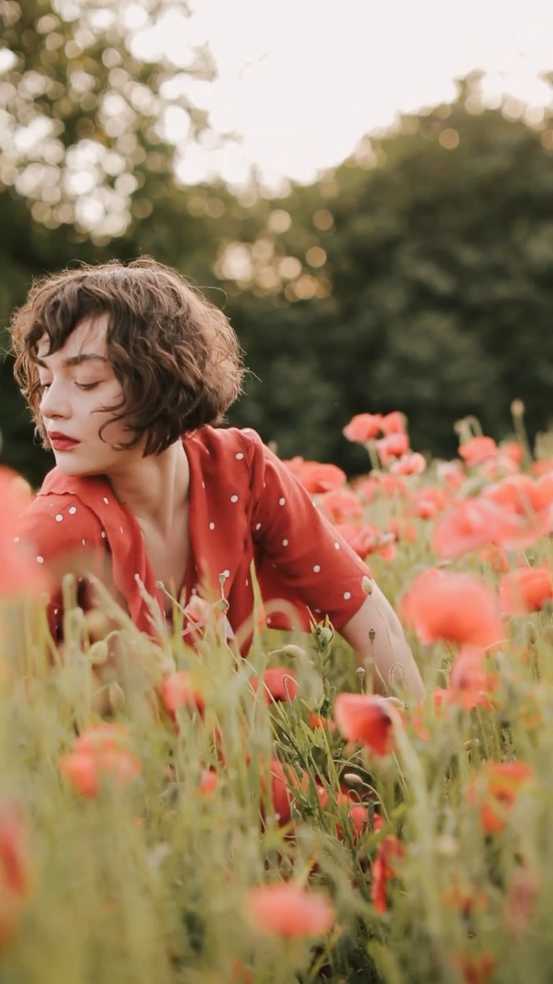 Shallow Focus of Red Poppy Flowers Free Stock Video Footage, Royalty ...