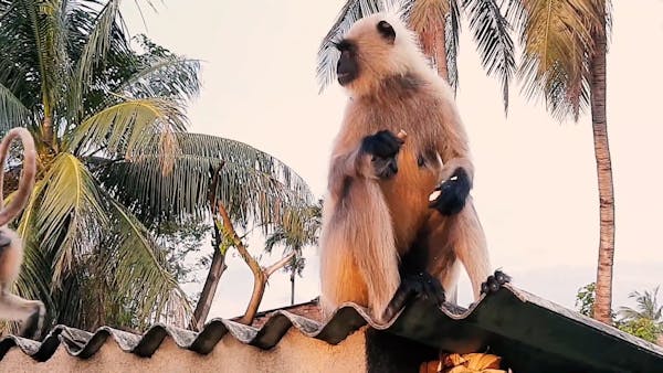 Monkey Rizz Videos, Download The BEST Free 4k Stock Video Footage ...