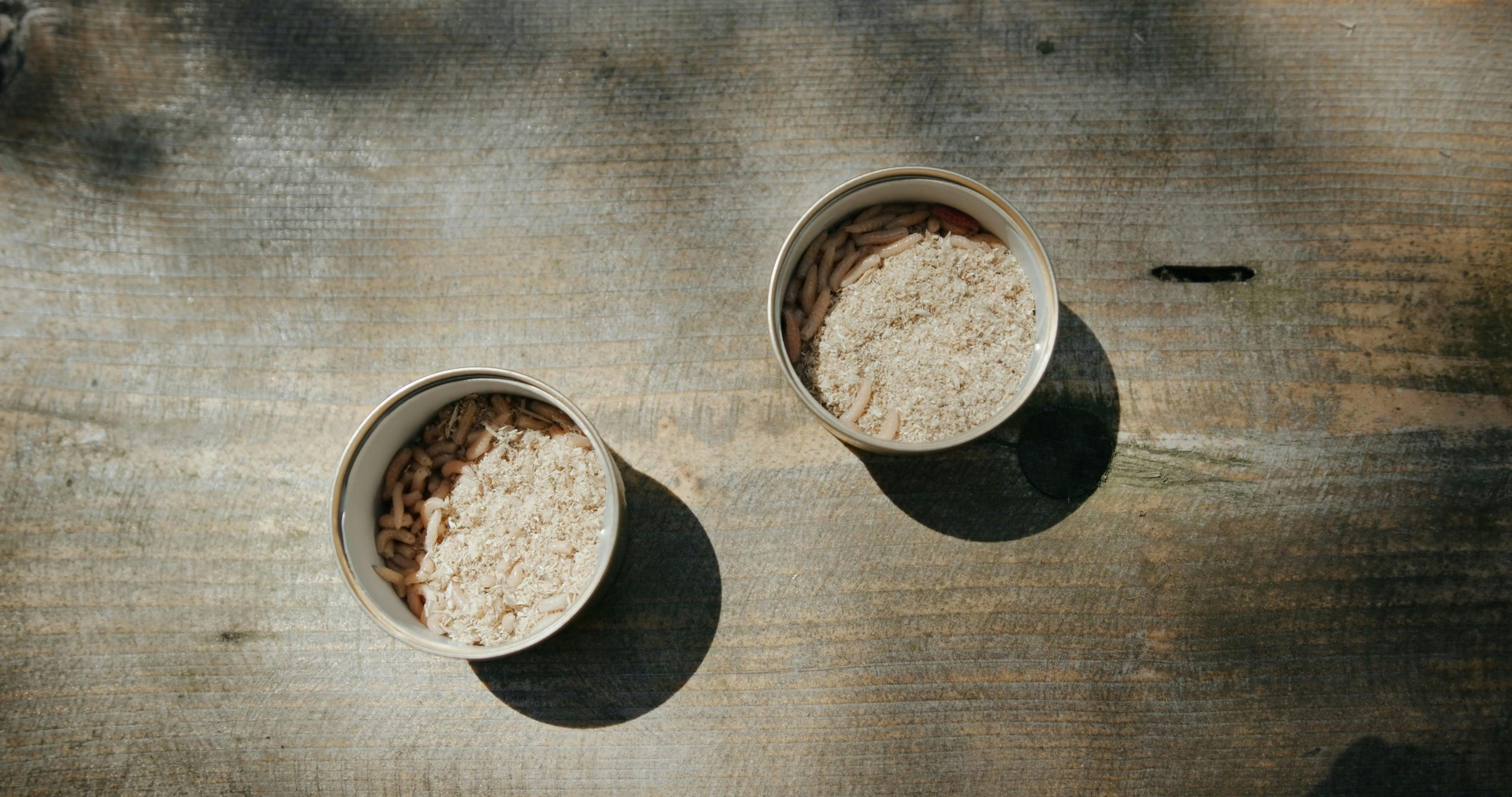 Worm Light Videos, Download The BEST Free 4k Stock Video Footage & Worm ...