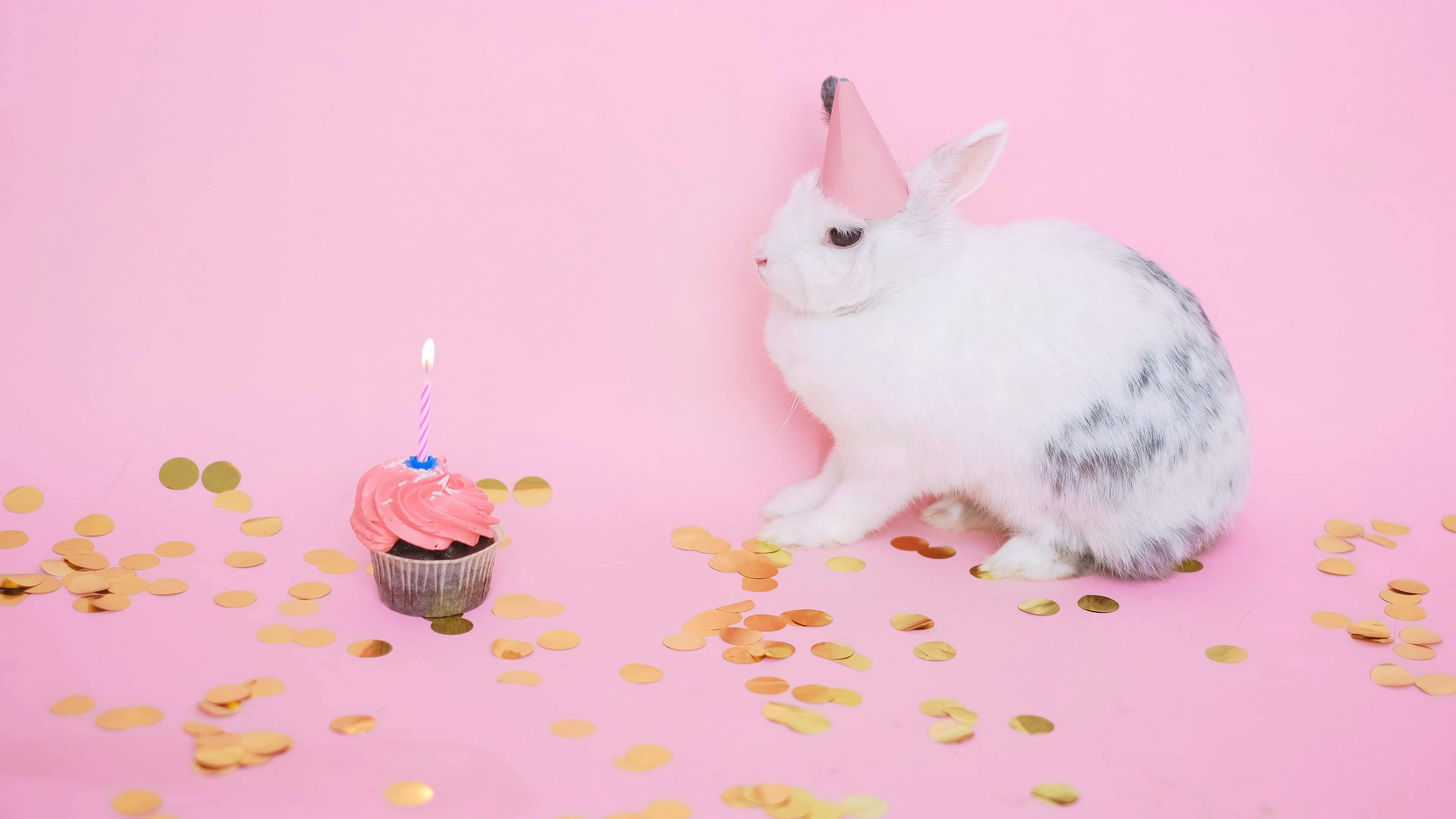 Bunny Years Videos, Download The BEST Free 4k Stock Video Footage ...