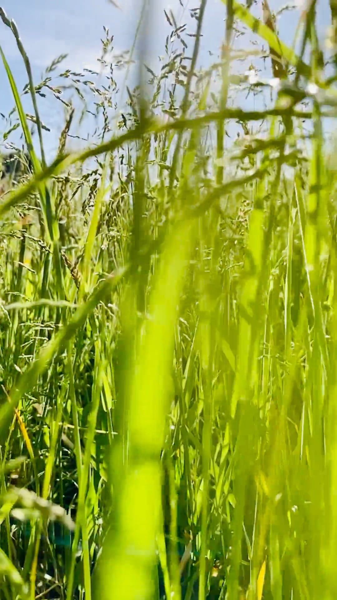 Rice Crops Videos, Download The BEST Free 4k Stock Video Footage & Rice ...