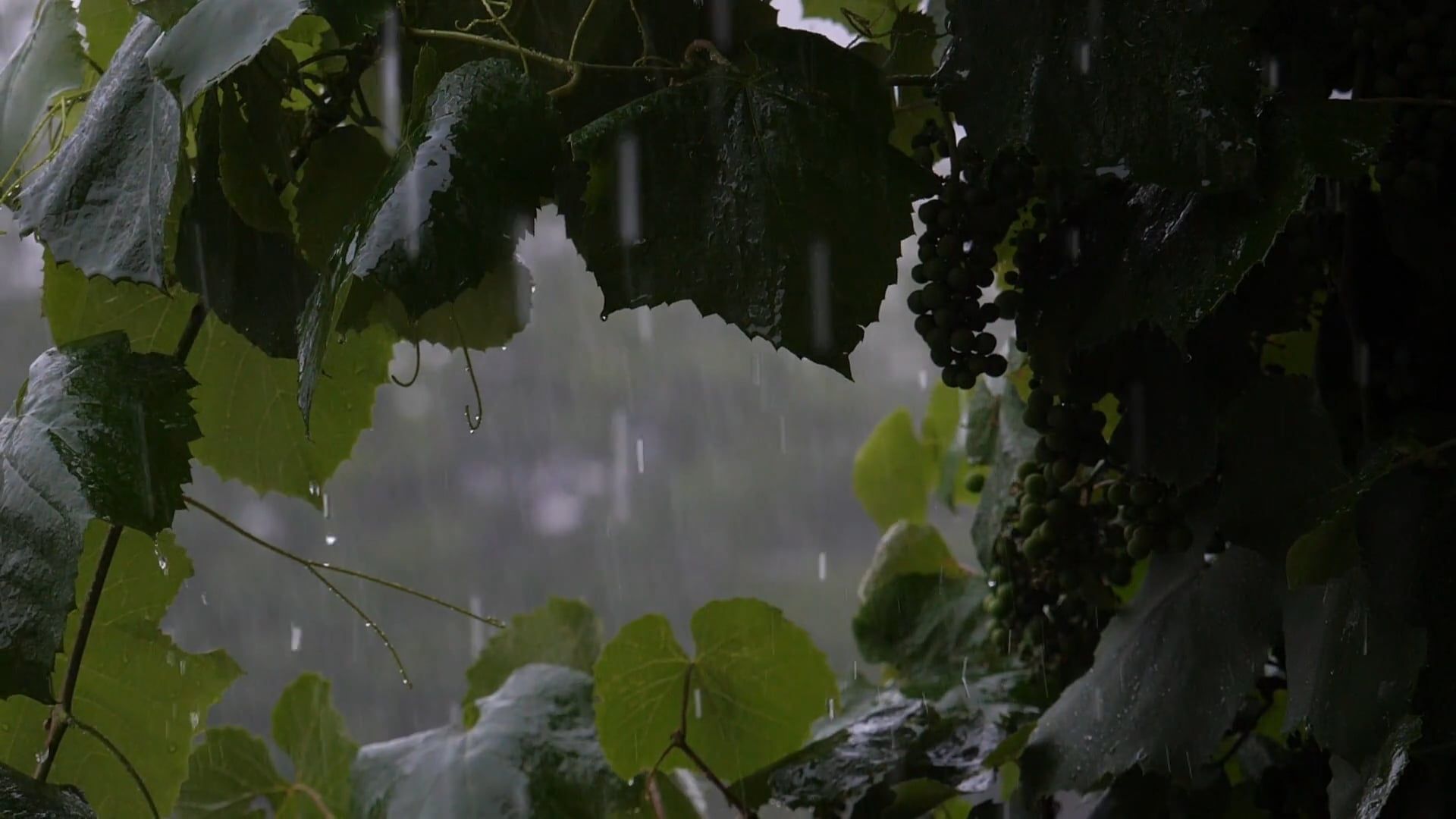 Heavy Downpour Of Rain · Free Stock Video