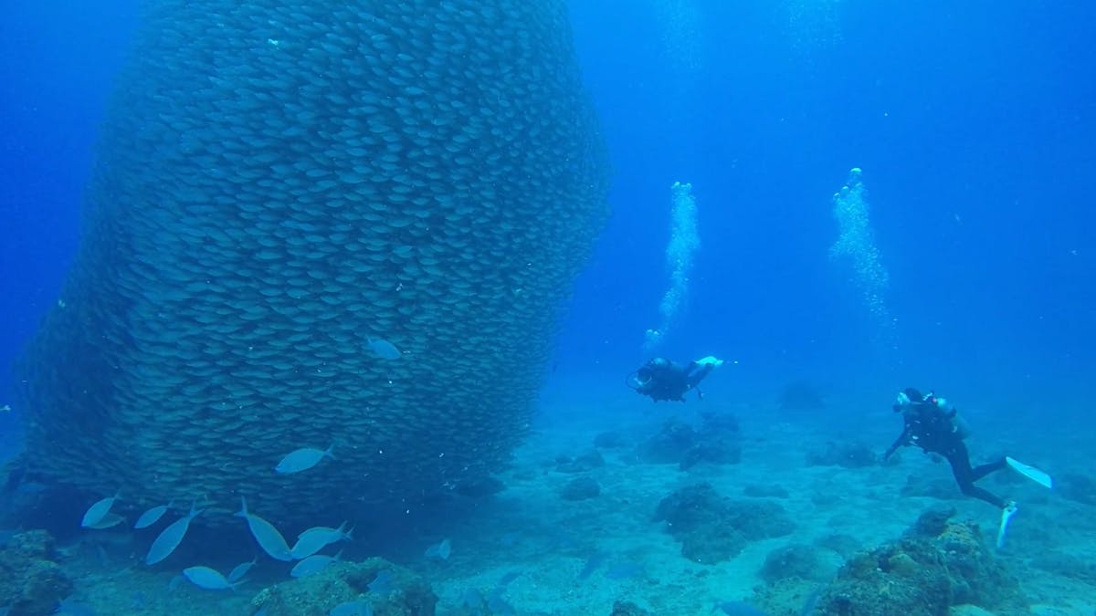 Scuba Diving Videos, Download The BEST Free 4k Stock Video Footage ...