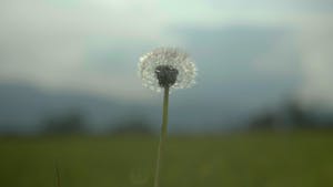 Dandelions Videos, Download The BEST Free 4k Stock Video Footage ...