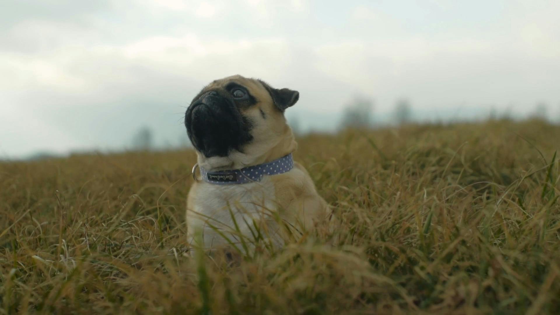 An Adorable Pug Barking Free Stock Video Footage, Royalty-Free 4K & HD ...