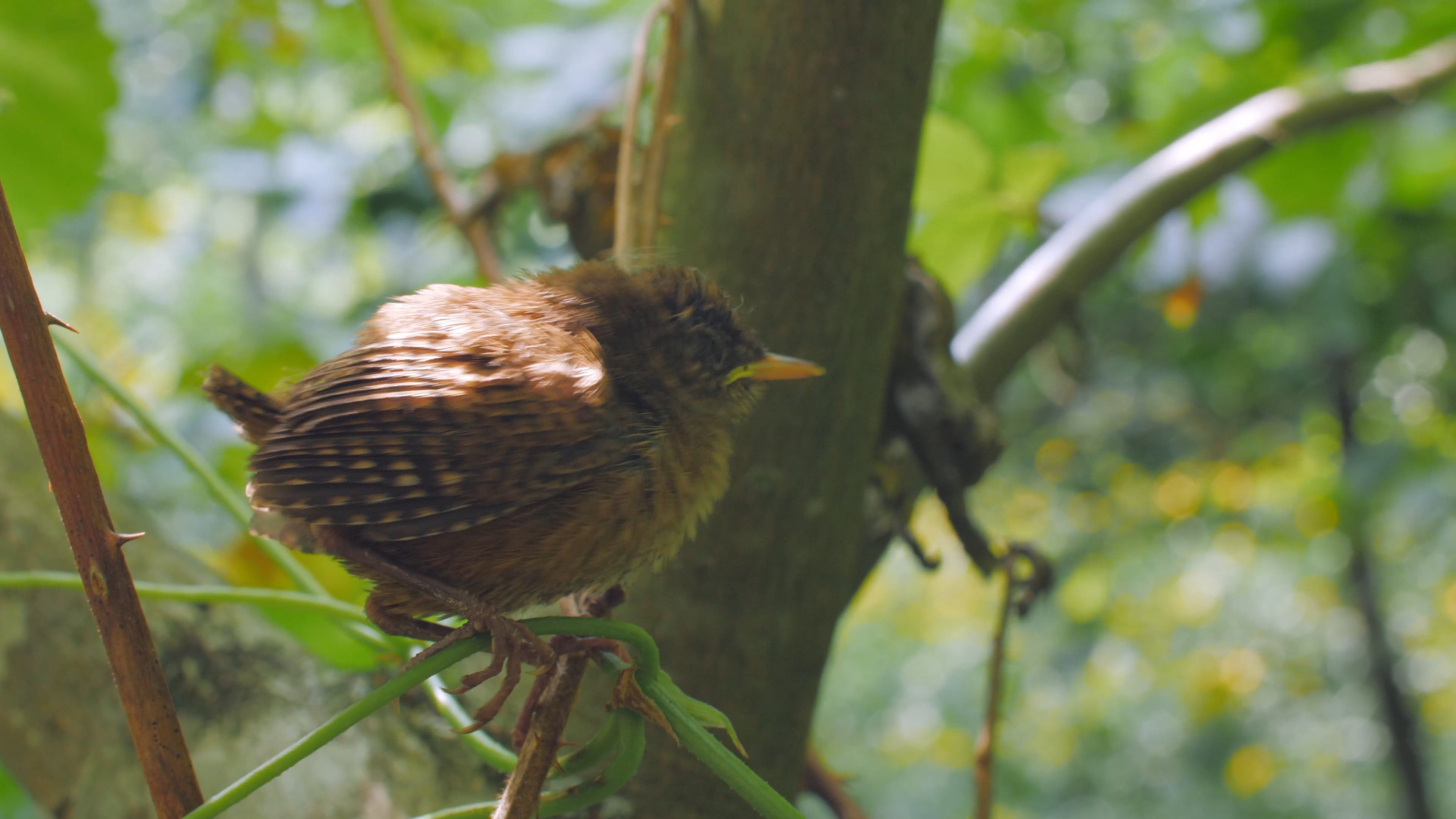 Baby Bird Videos, Download The BEST Free 4k Stock Video Footage & Baby ...