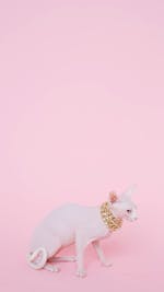 Cat Videos, Download Free 4k Stock Video Footage & Cat HD Video Clips