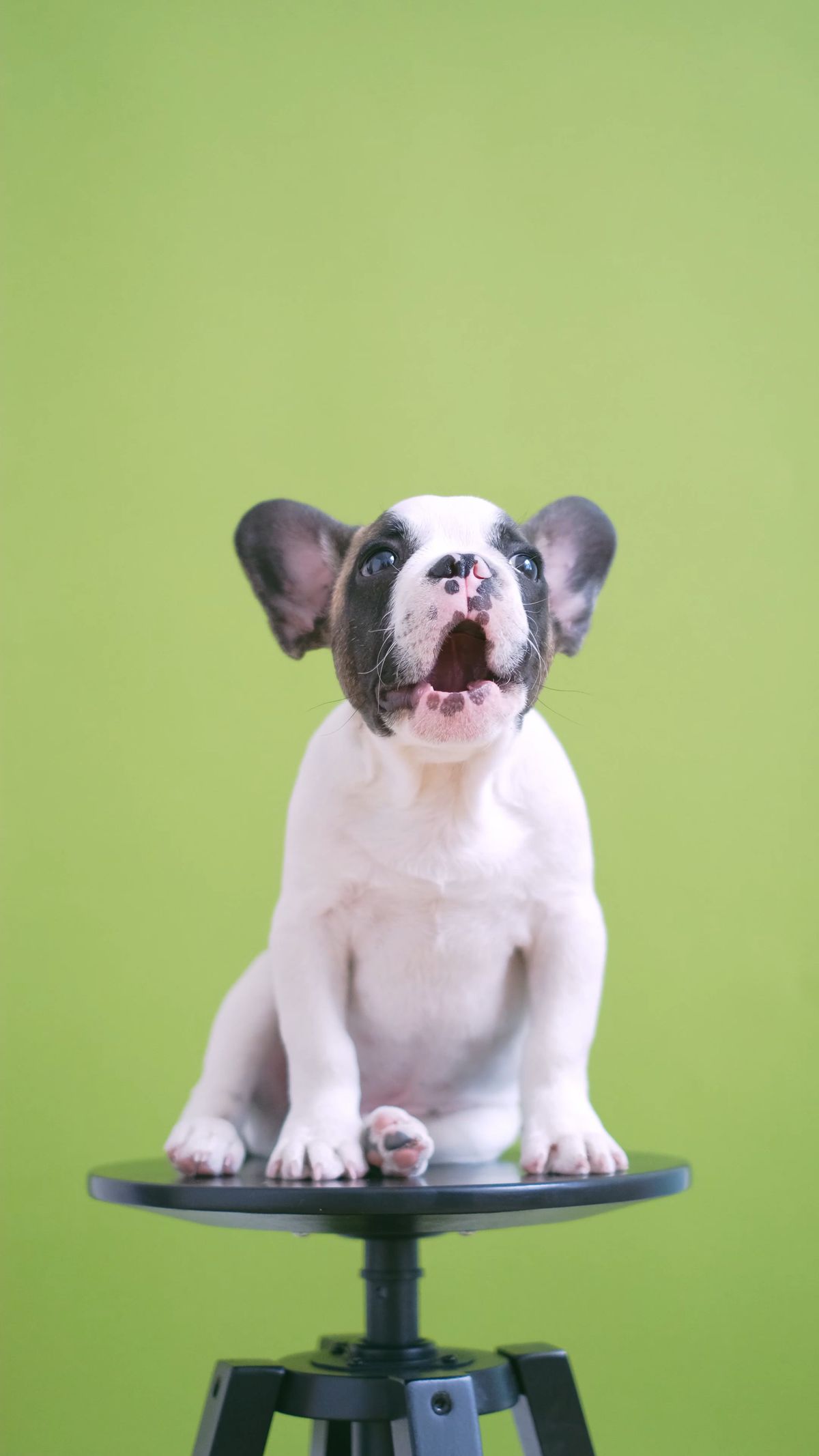 Dog Videos, Download The BEST Free 4k Stock Video Footage & Dog HD ...