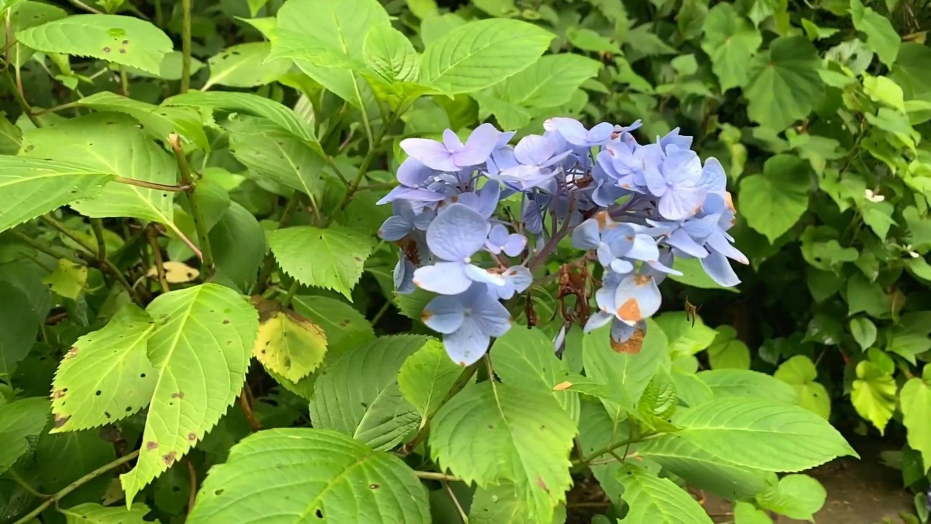 Hydrangea Plant Videos, Download The BEST Free 4k Stock Video Footage ...