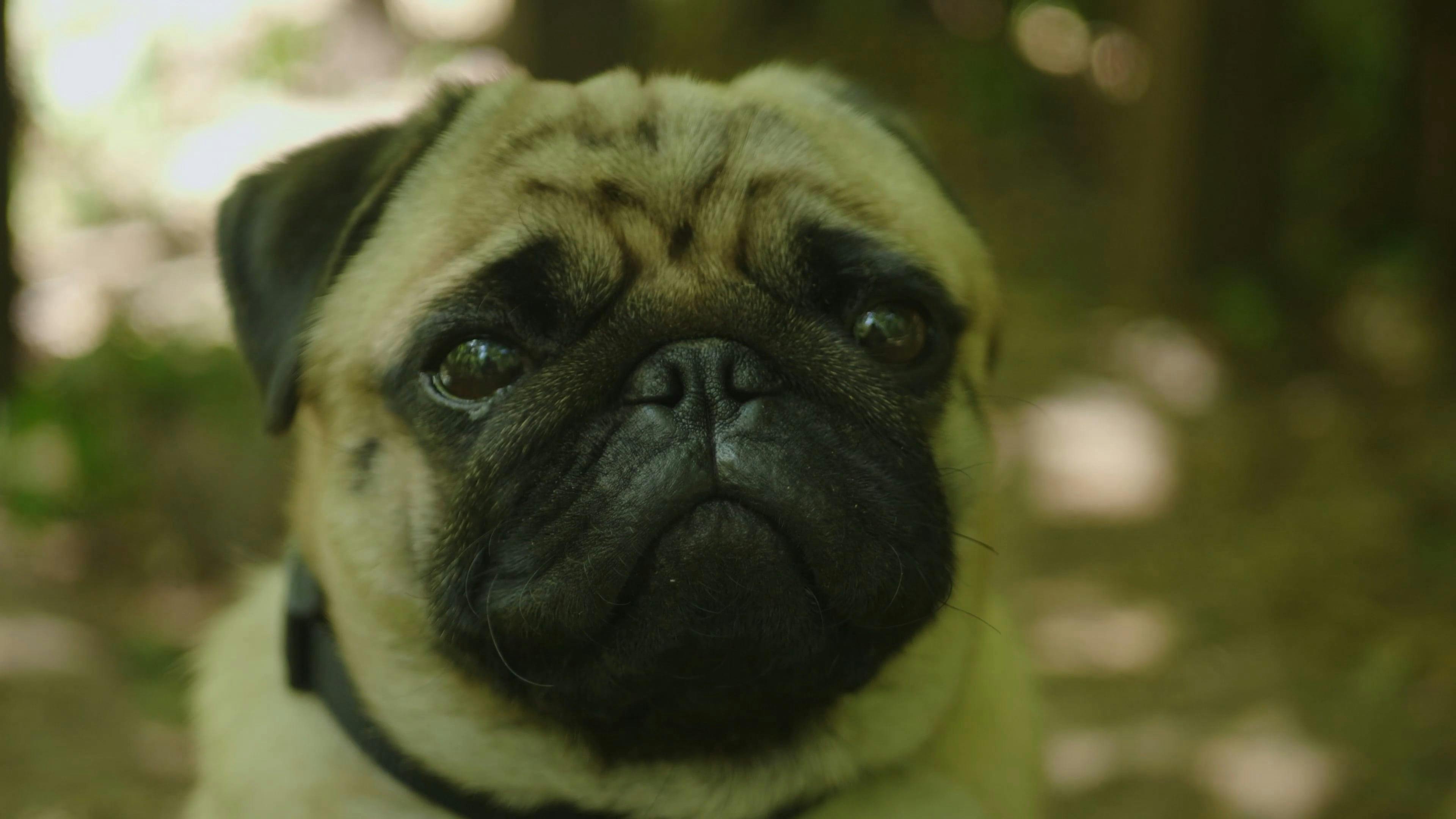 An Adorable Pug Free Stock Video Footage, Royalty-Free 4K & HD Video Clip