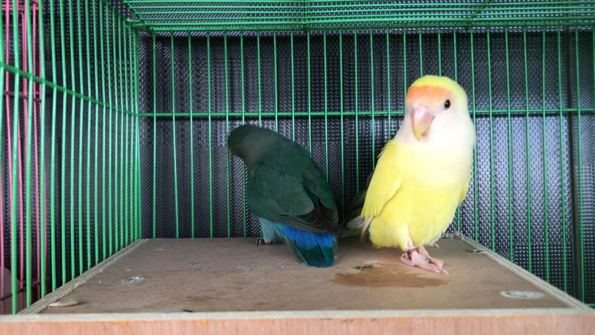 Love Birds In Captive Cared For As Pets Free Stock Video Footage ...