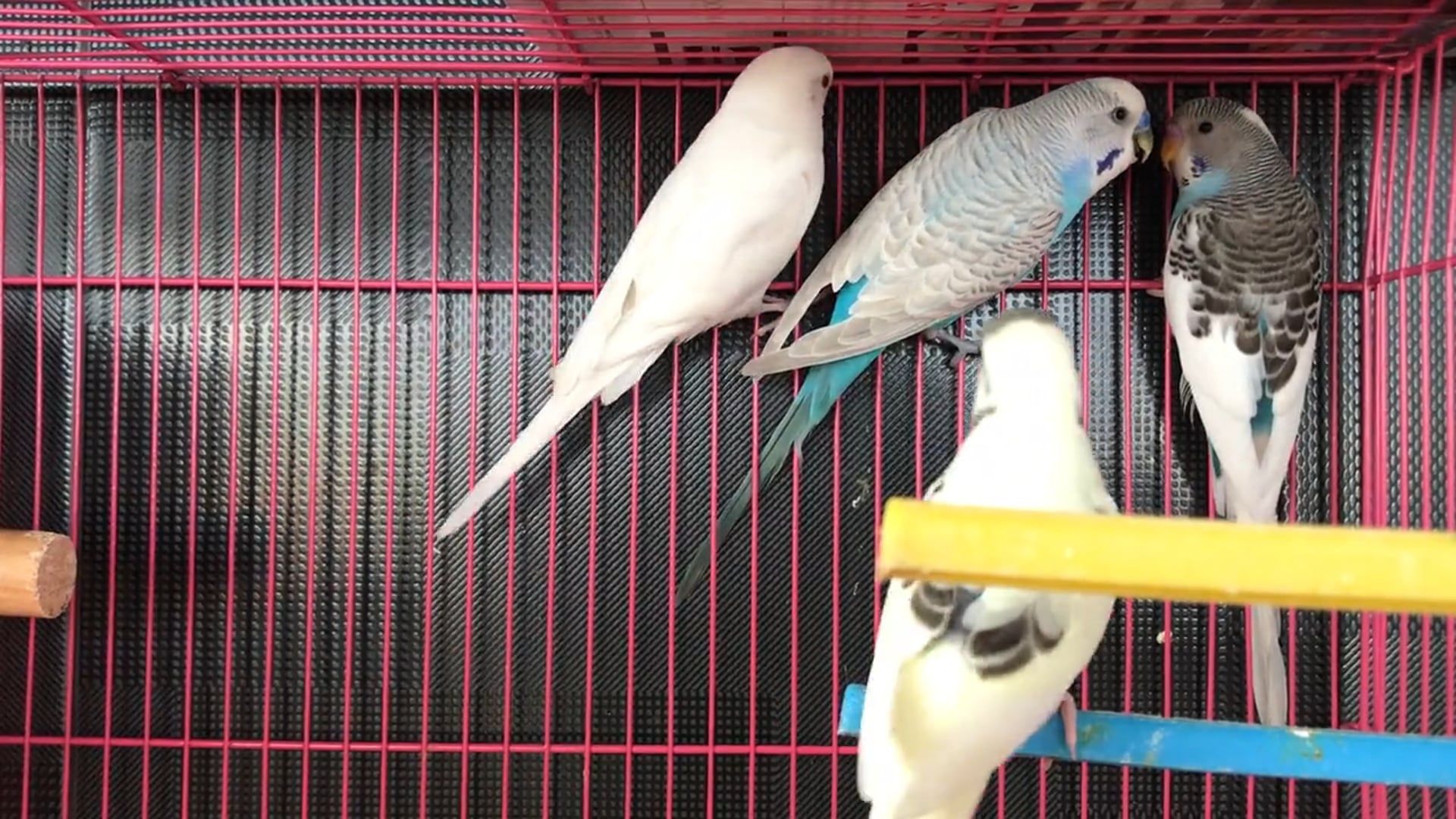 Video of Birds Inside a Cage Free Stock Video Footage, Royalty-Free 4K ...