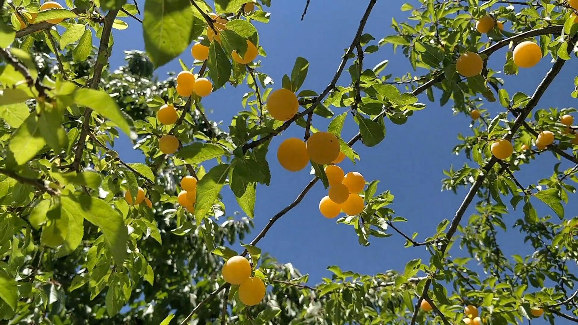 Lemon Tree Videos, Download The BEST Free 4k Stock Video Footage ...