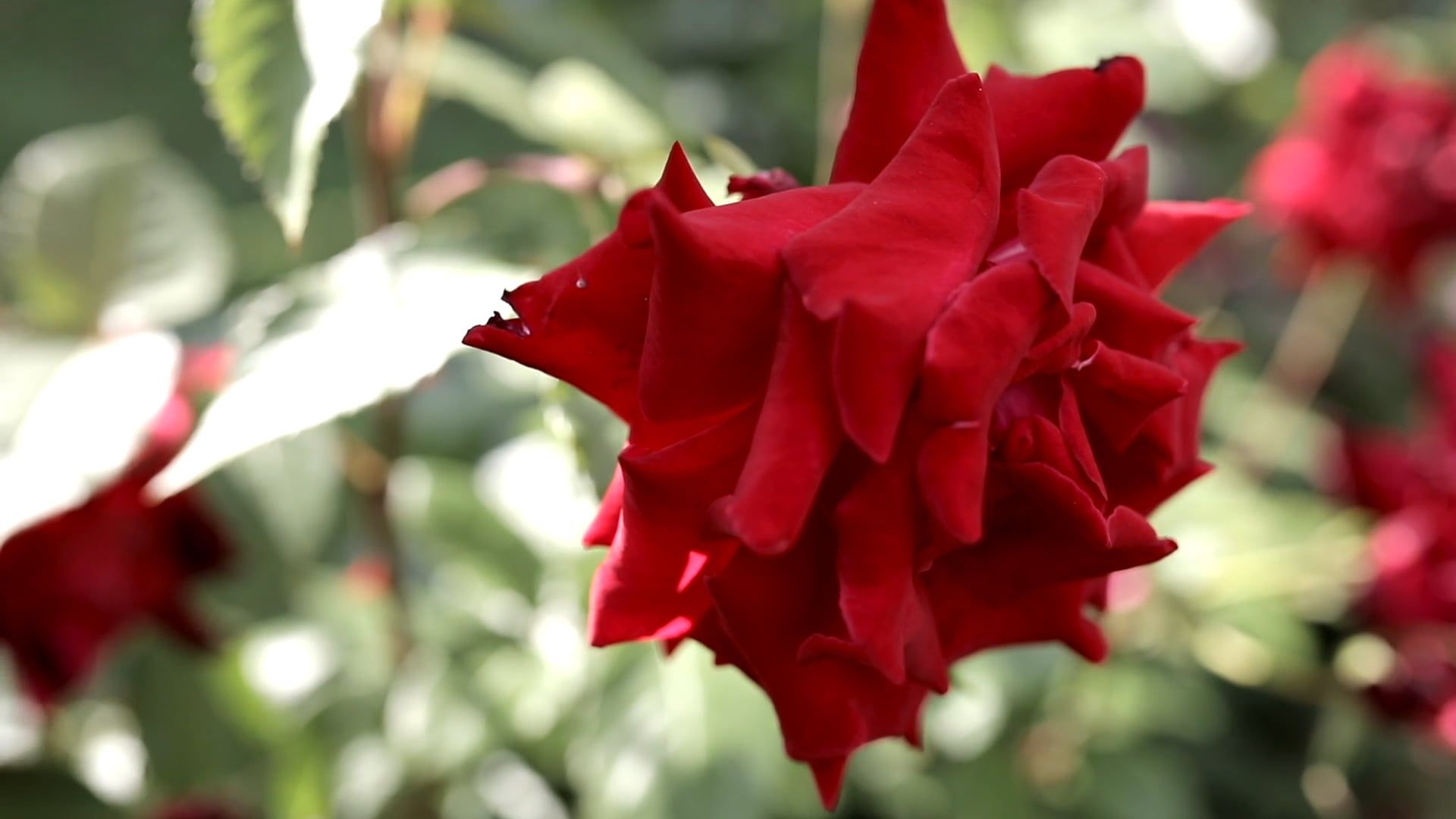 Red Roses In Full Bloom Free Stock Video Footage, Royalty-Free 4K & HD ...