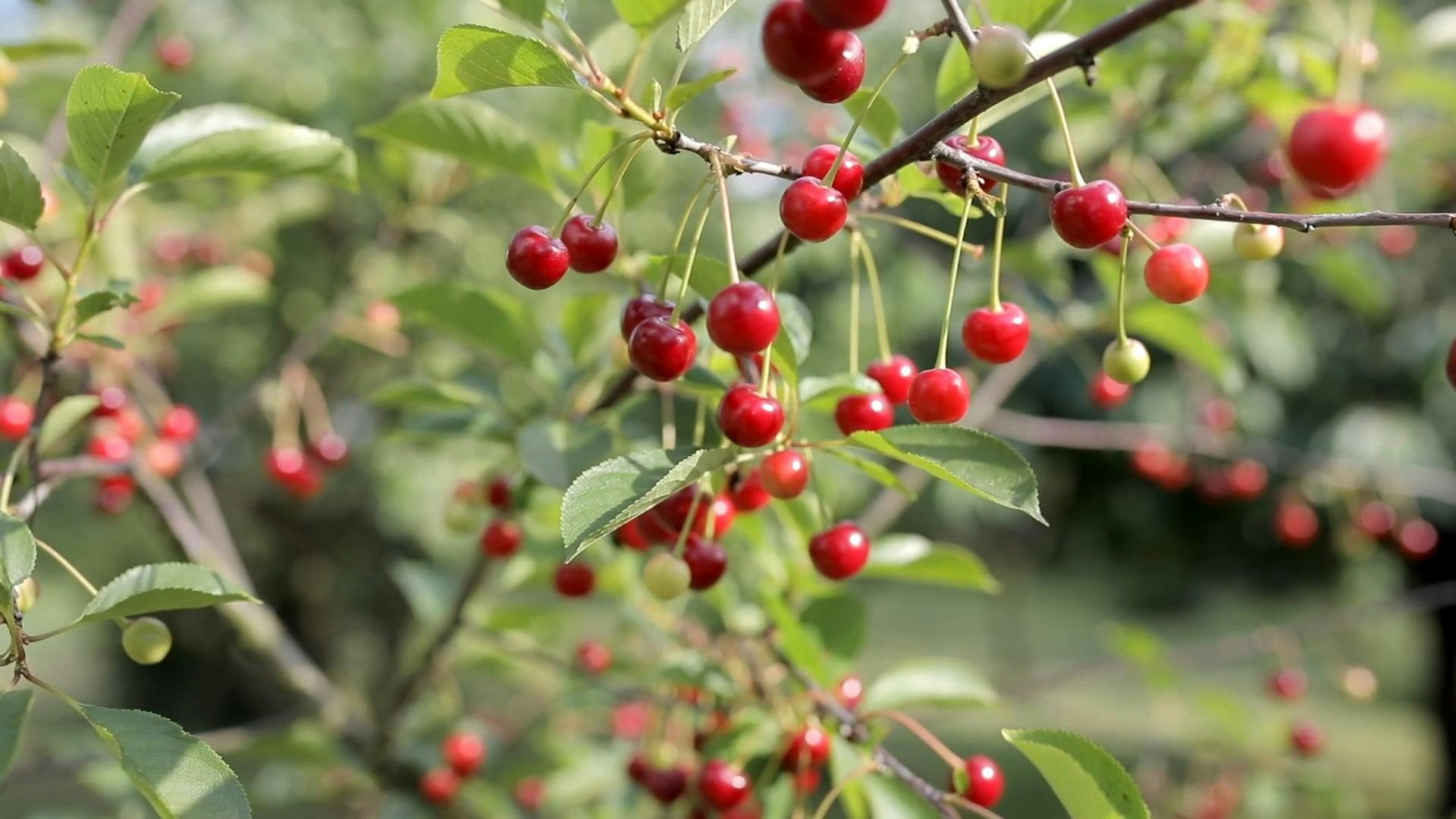 An Abundant Cherry Tree · Free Stock Video