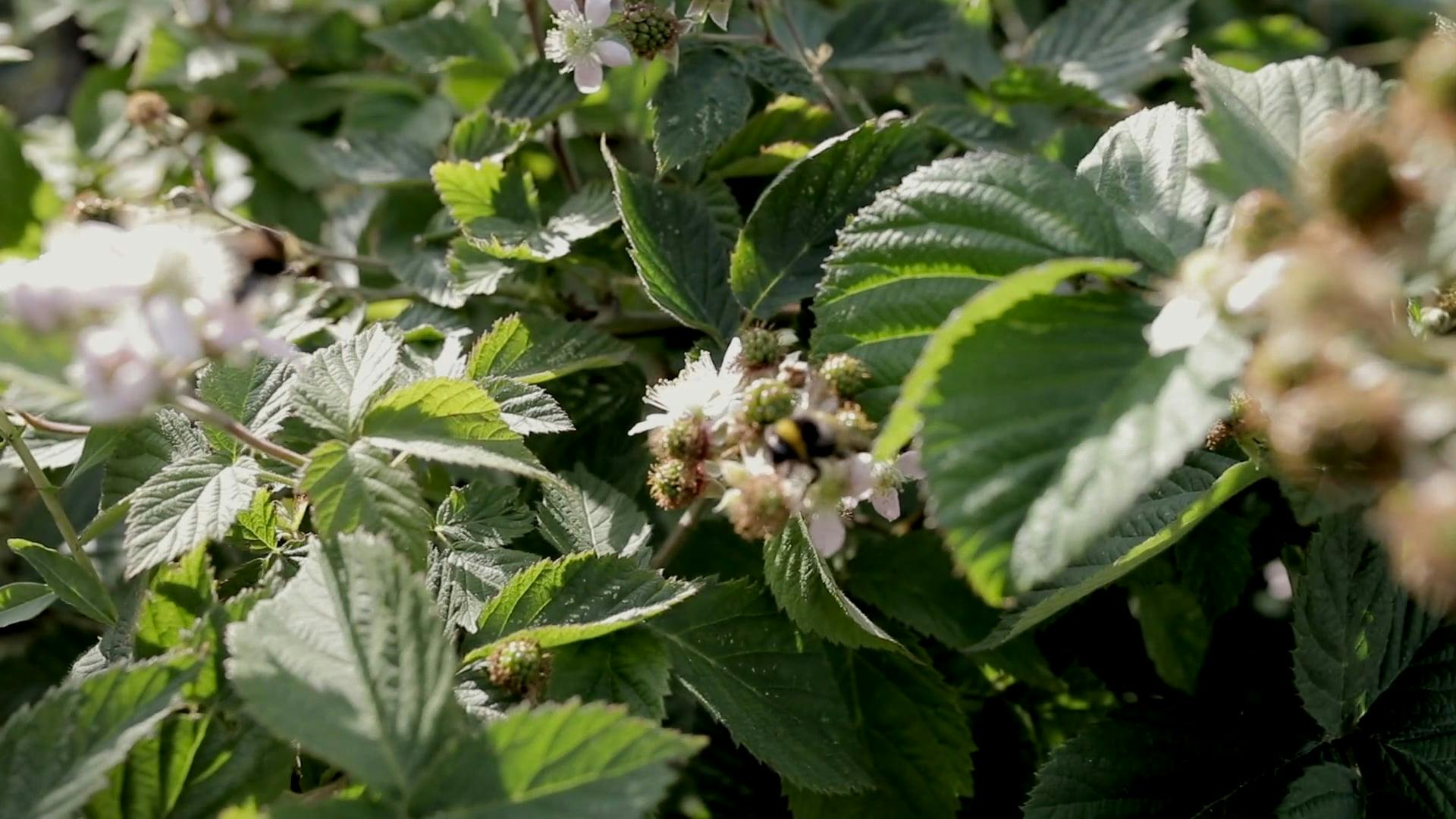 Black Buds Videos, Download The BEST Free 4k Stock Video Footage ...