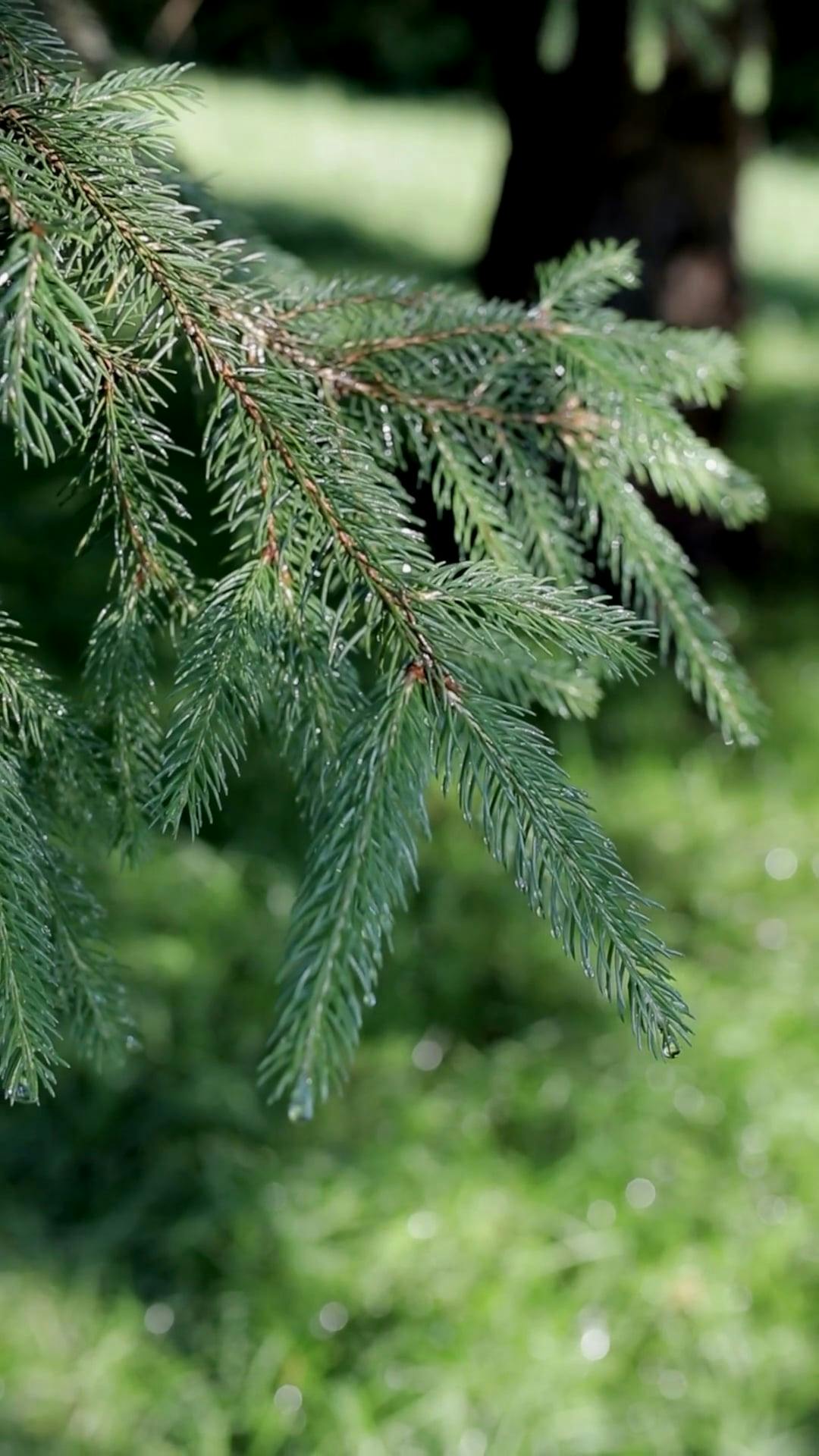 Tirai Dan Yew Thuong Videos, Download The BEST Free 4k Stock Video ...