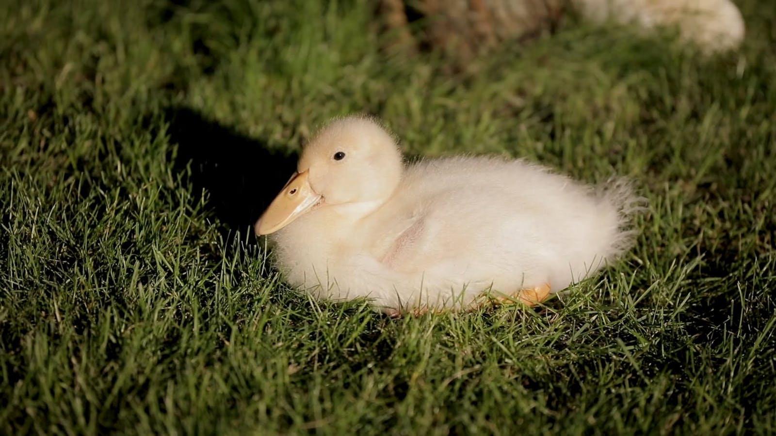 Duckling Videos, Download The BEST Free 4k Stock Video Footage ...
