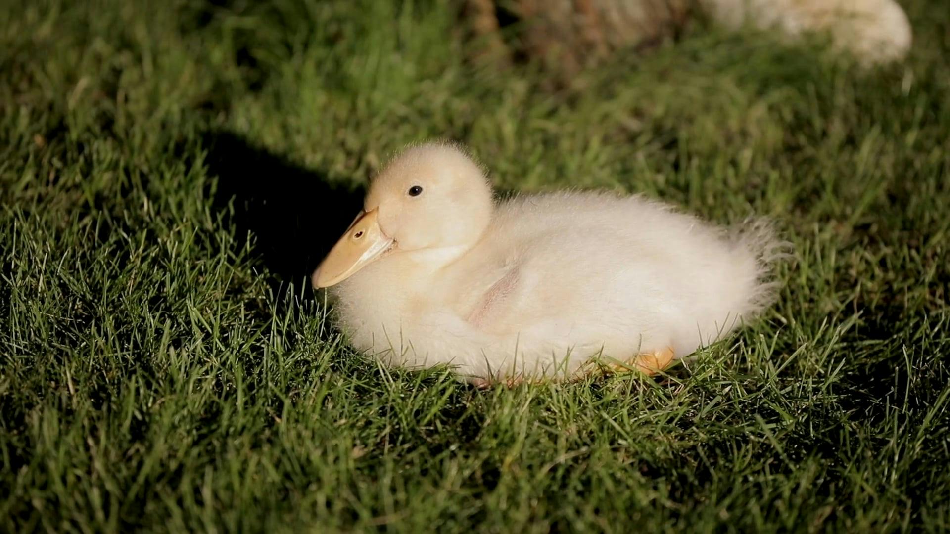 Ducks Resting on the Ground · Free Stock Video